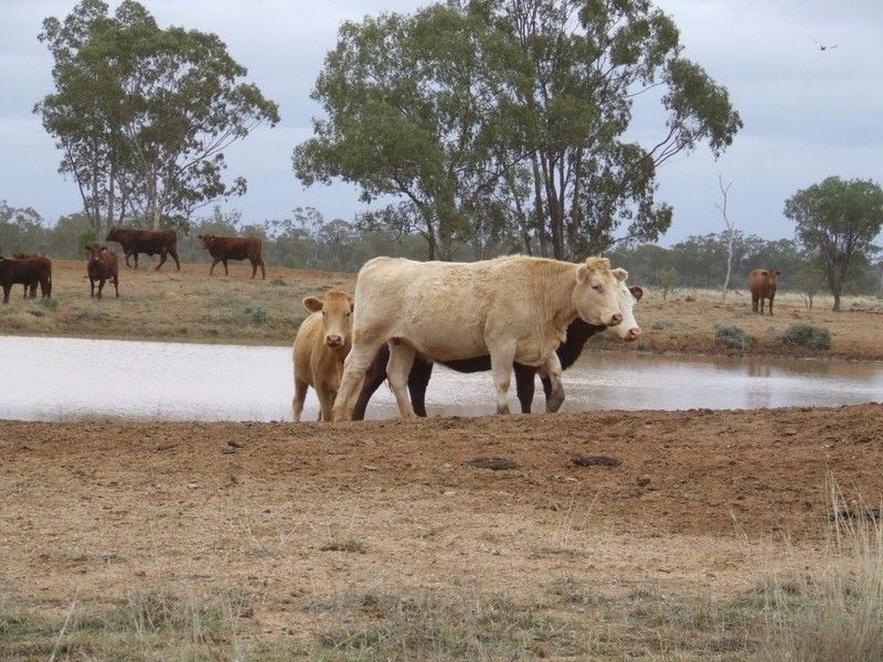 , TALWOOD, QLD – Rural • Ray White