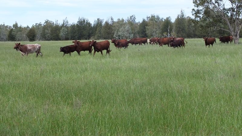 , TOOBEAH, QLD – Rural • Ray White