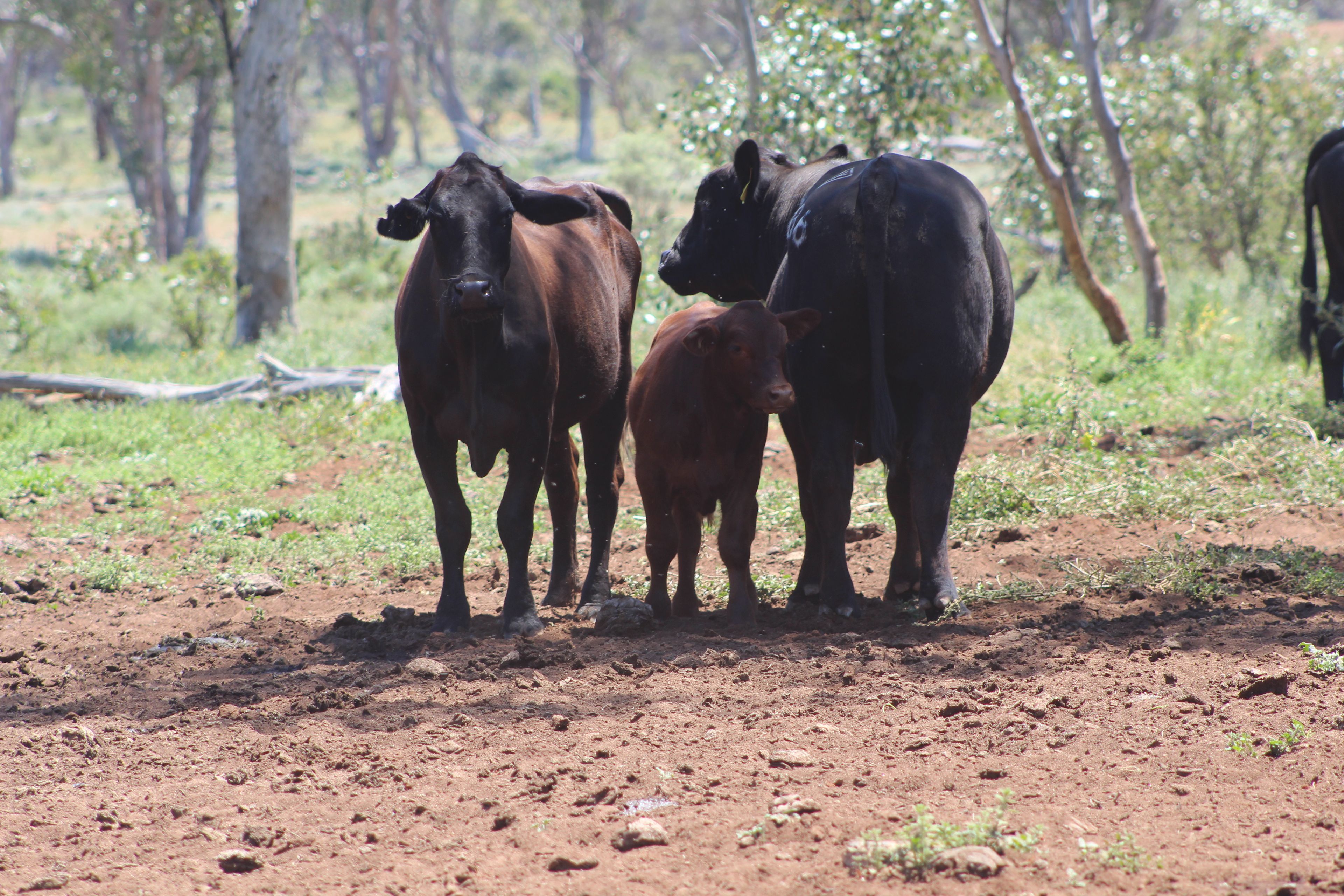 29351 Mitchell Highway, Charleville, QLD 4470 - Sold Rural Livestock ...