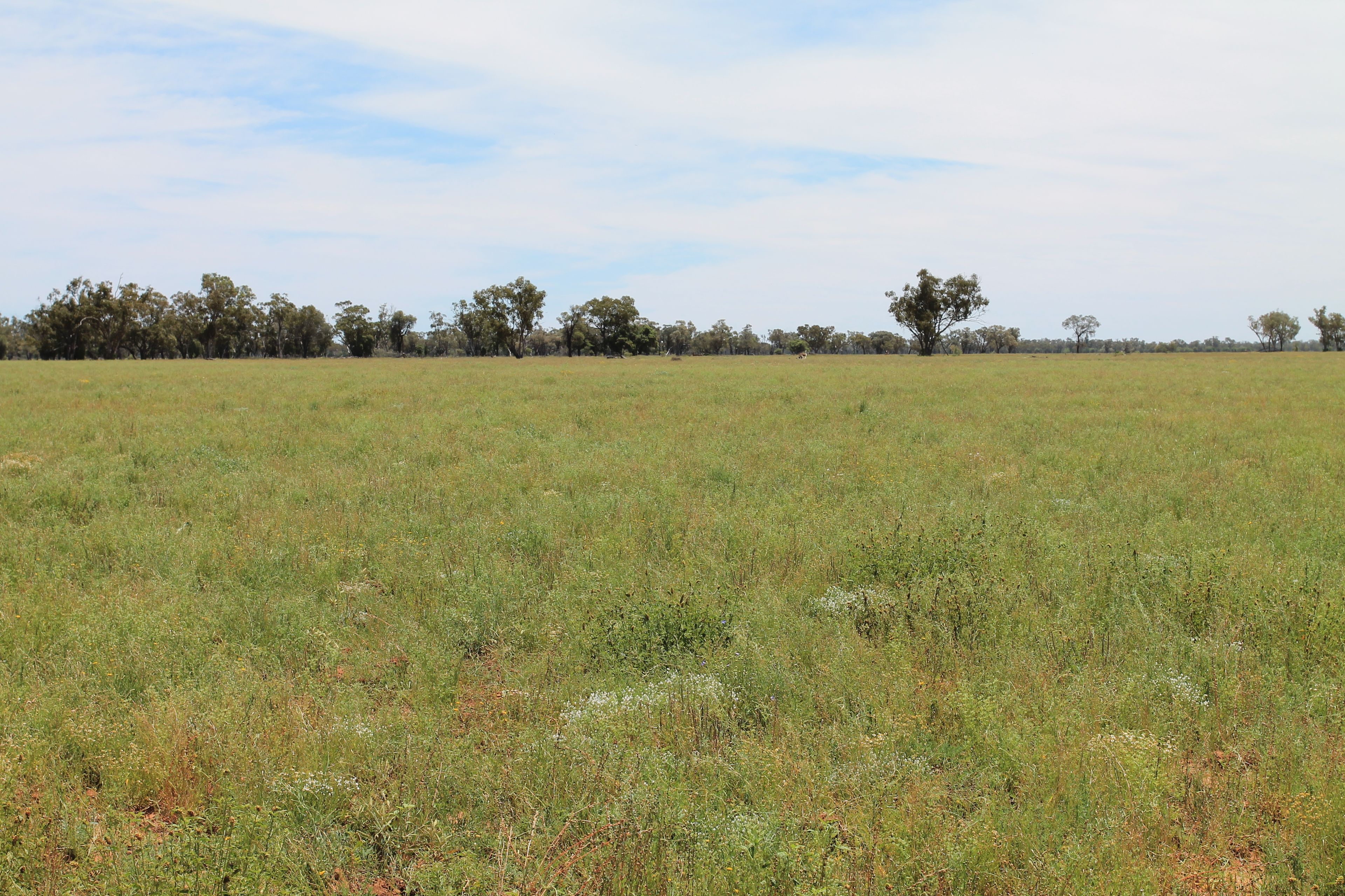 29351 Mitchell Highway, Charleville, QLD 4470 - Sold Rural Livestock ...