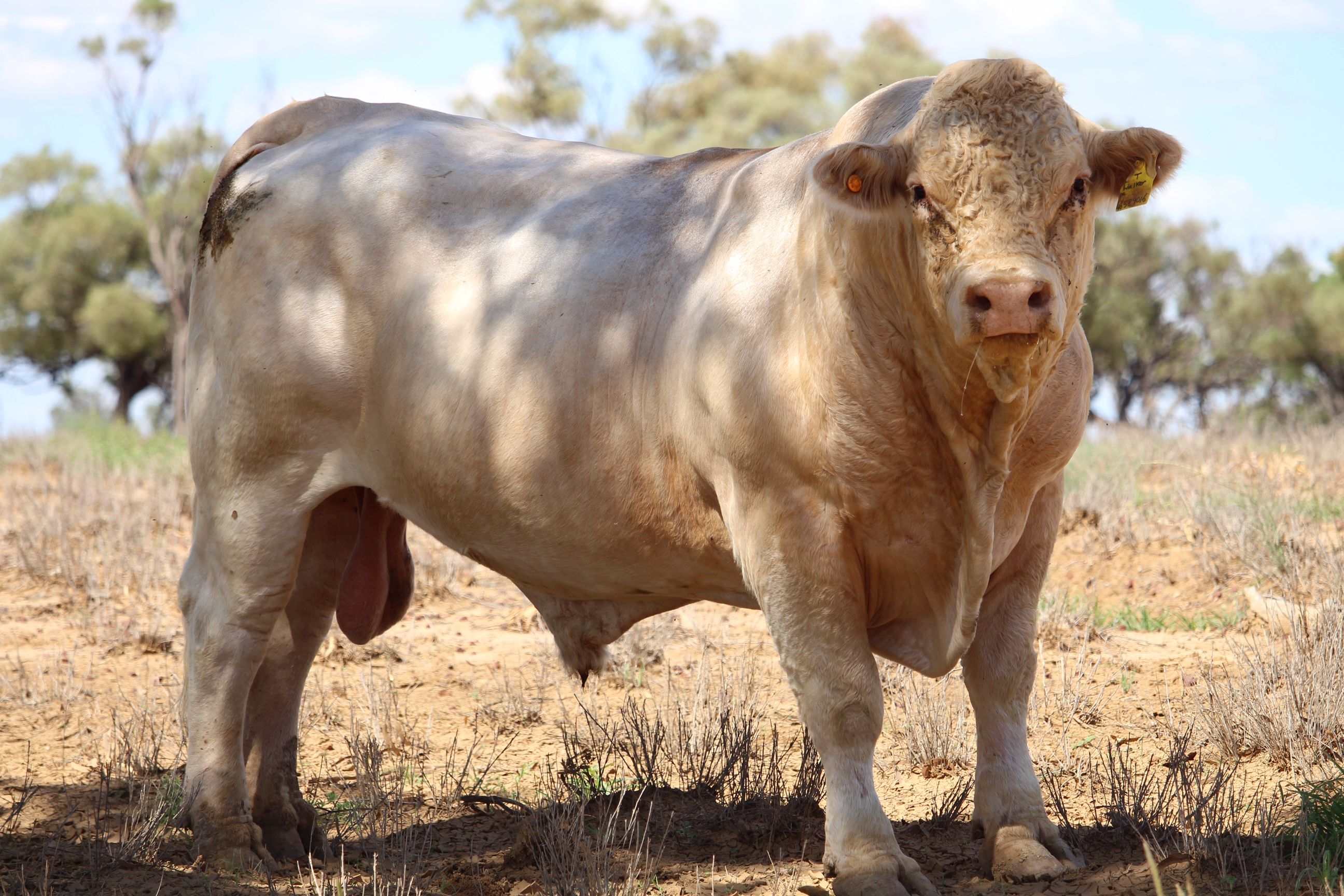 Ilfracombe, QLD 4727 - Sold Cattle - Ray White Longreach