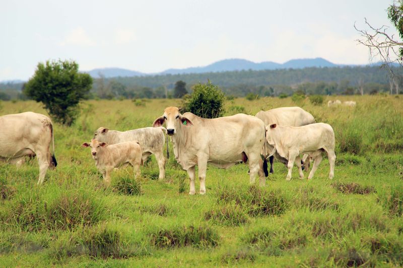 Rockhampton, QLD - Livestock Cattle Sold