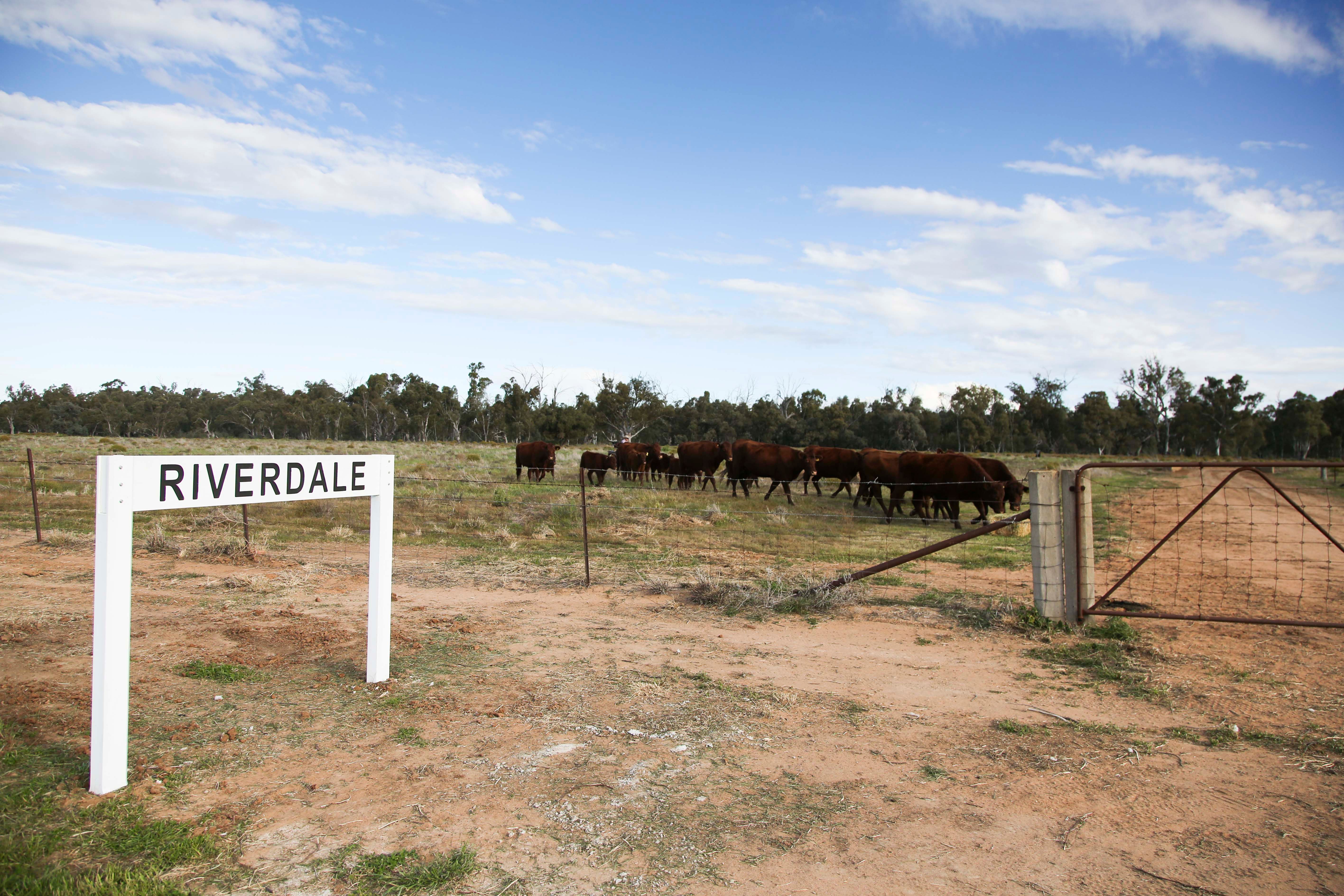 'Riverdale' Murrumbidgee River Road, CARRATHOOL, NSW – Rural • Ray White