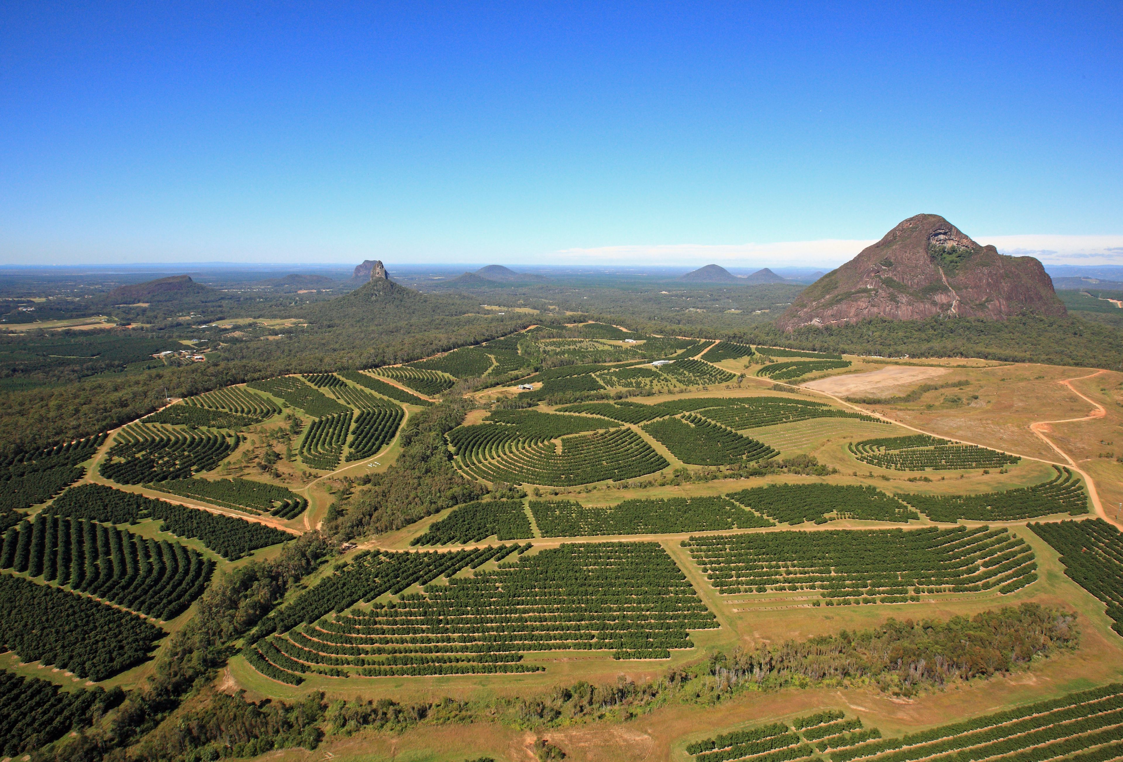 Macadamia Farm – Sold under the Hammer - News - Ray White Rural Queensland