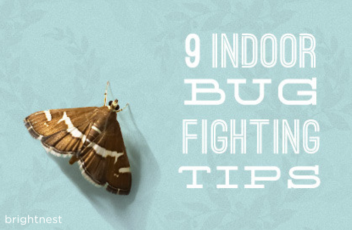 SHOO FLY! GET RID OF BUGS IN YOUR HOME - News - Ray White Forest Lake QLD