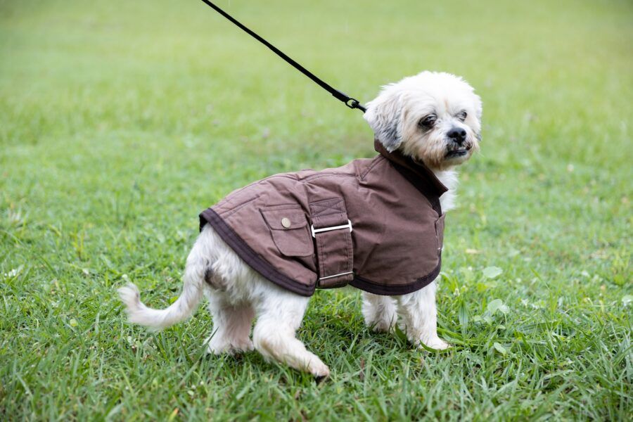 New home for Angel needing T.L.C - News - Ray White North Lakes