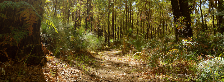 Upper North Shore Bush Walks - News - Ray White Upper North Shore