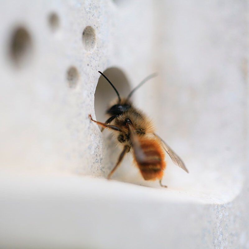 Everything You Need to Know About Bee Bricks - News - Ray White Paddington