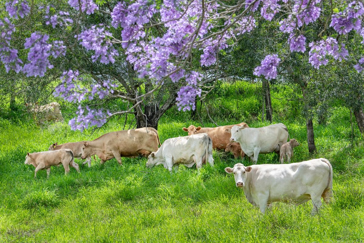 Ray White Rural Queensland