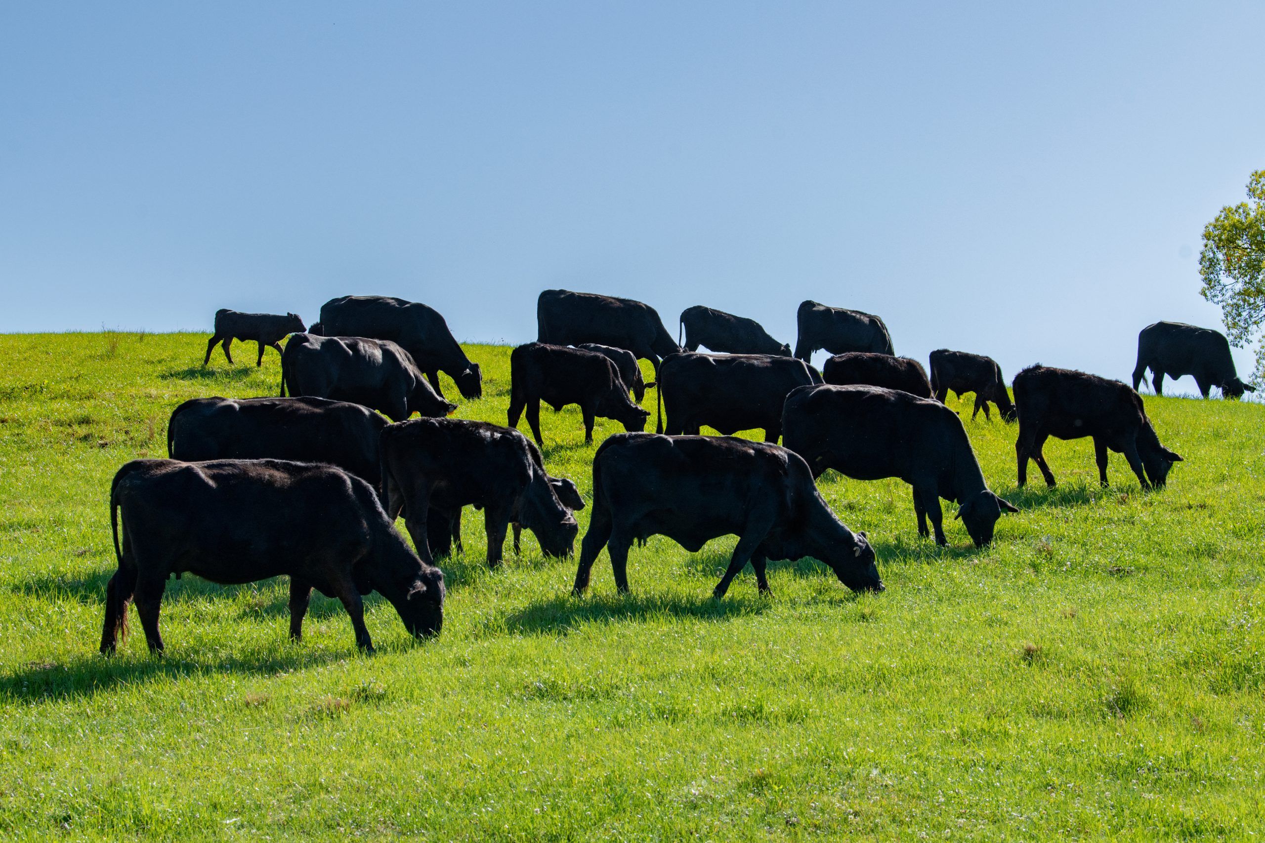 Ray White Rural Queensland