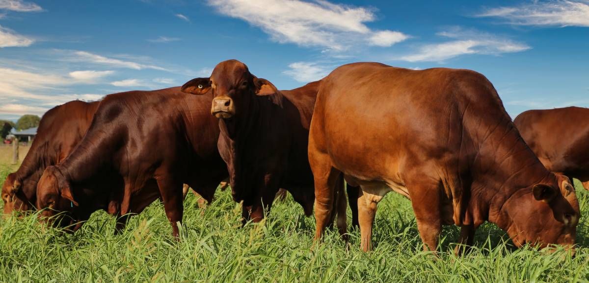 Ray White Rural Roma