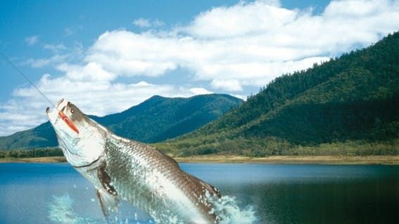 Council Moves On Lake Proserpine Masterplan - News - Ray White Whitsunday