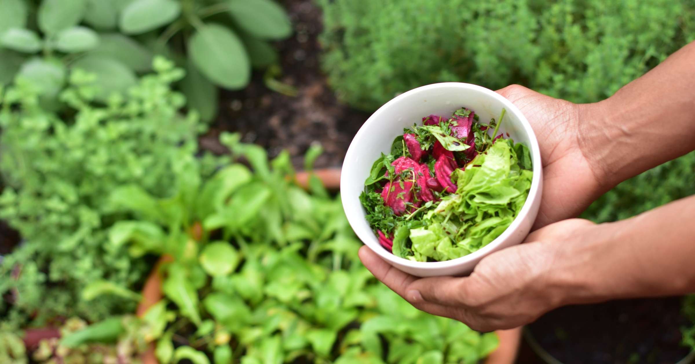 The Moveable Garden Gardening Tips For Renters News Ray White the-moveable-garden-gardening-tips-for-renters-news-ray-white