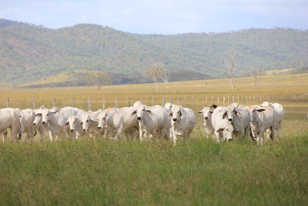 Ray White Rural Gracemere
