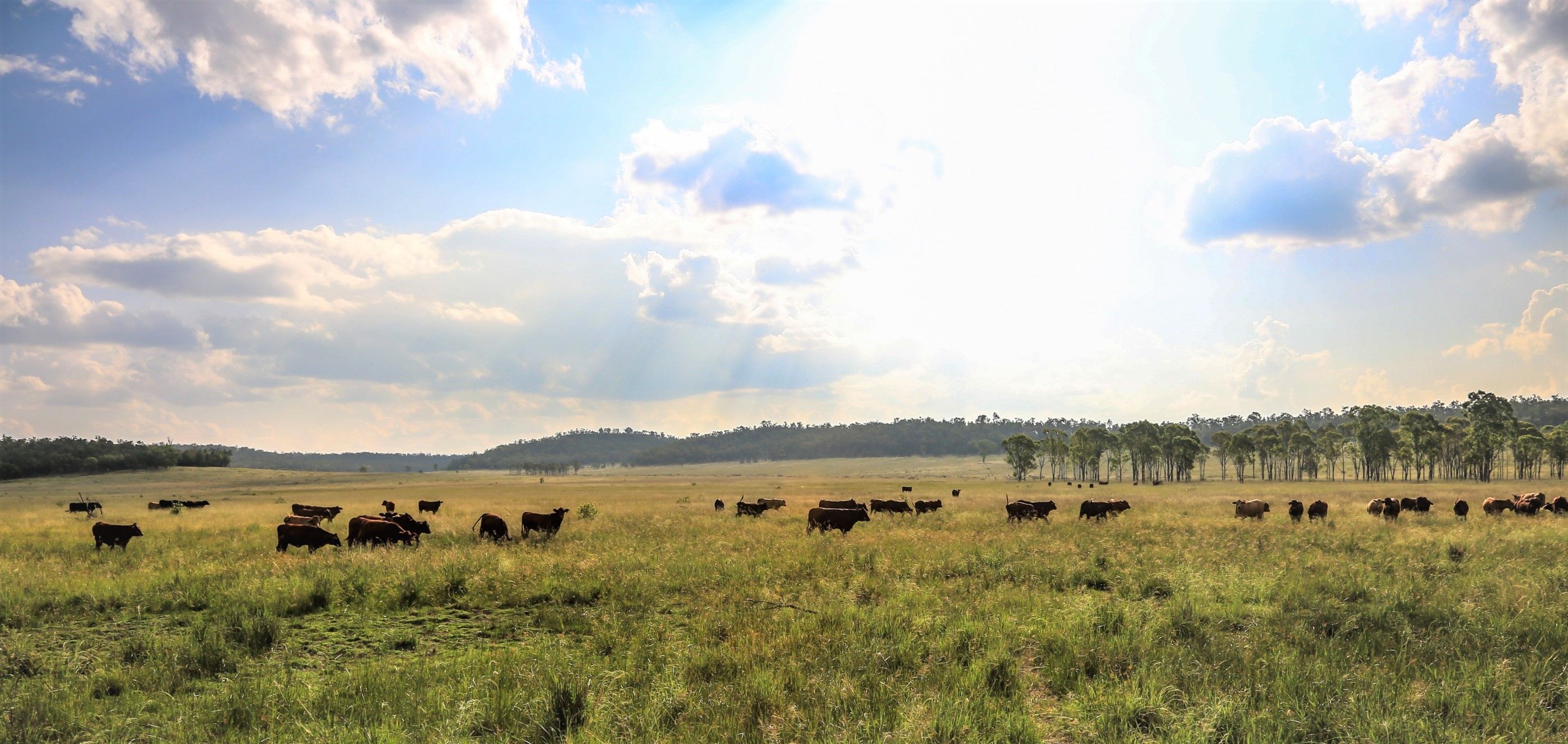 Ray White Rural Rockhampton