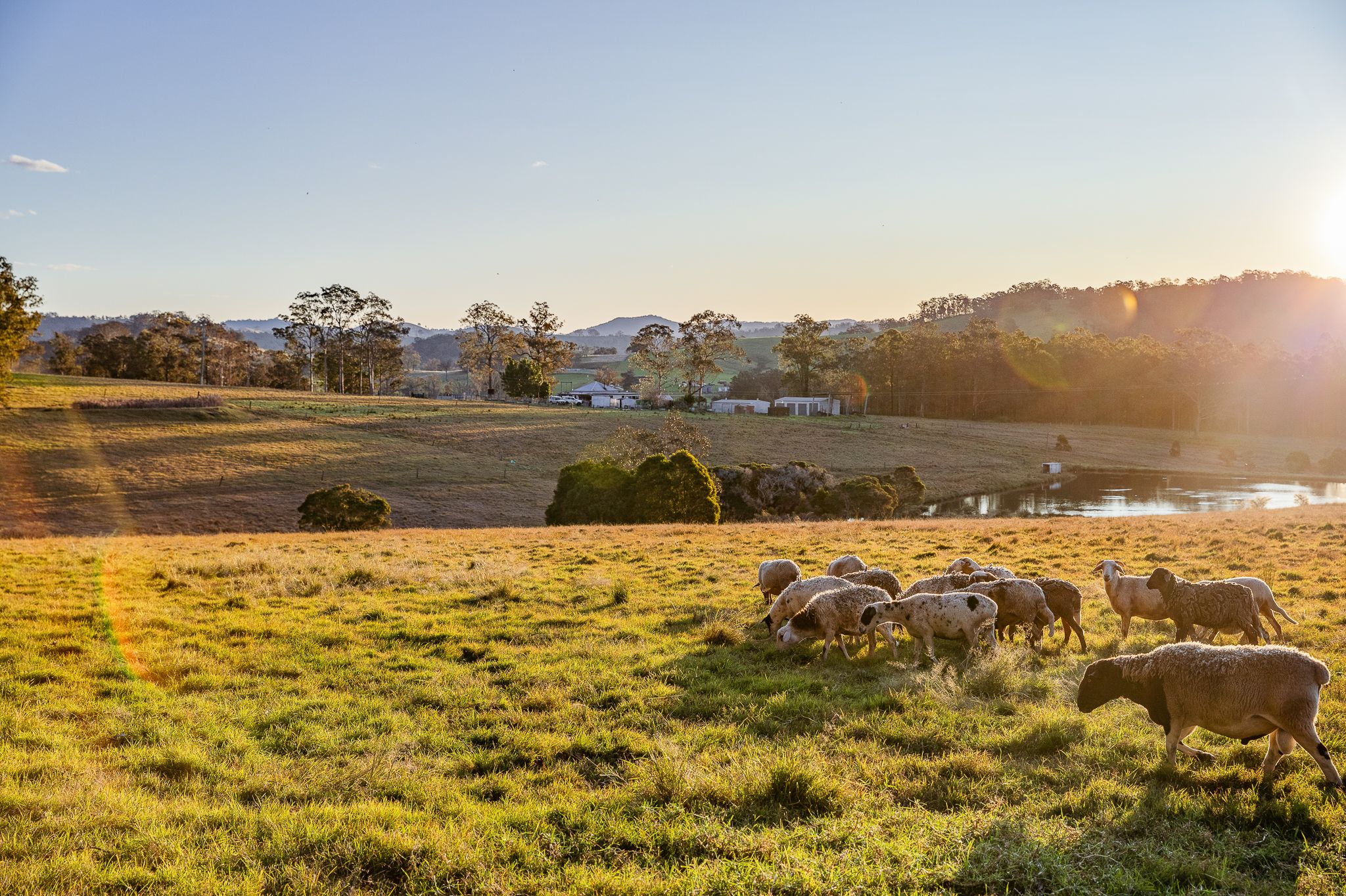Ray White Rural Lifestyle Sydney