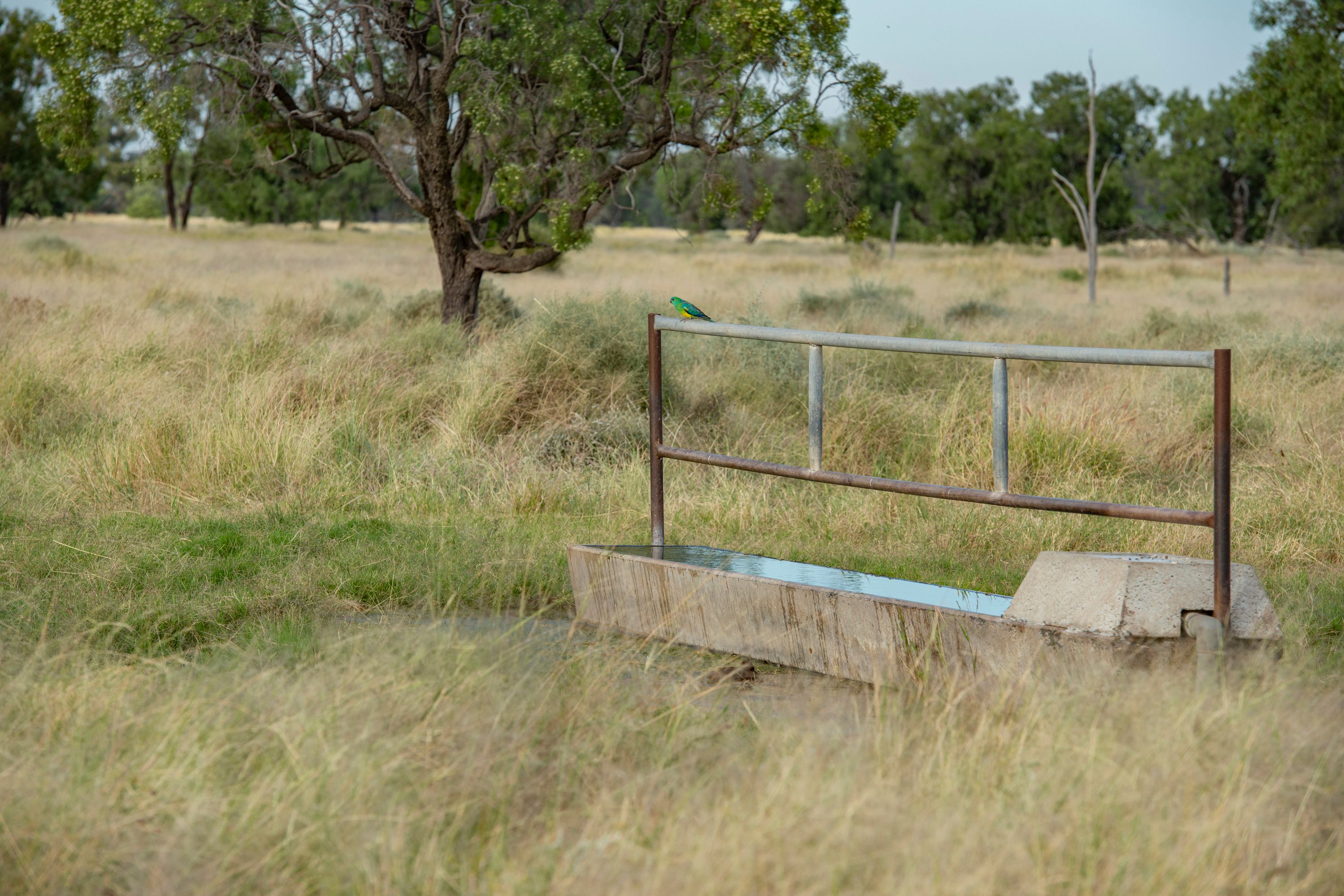 390 THARA Road, Coonamble, NSW 2829 - Sold Rural Mixed Farming Property ...
