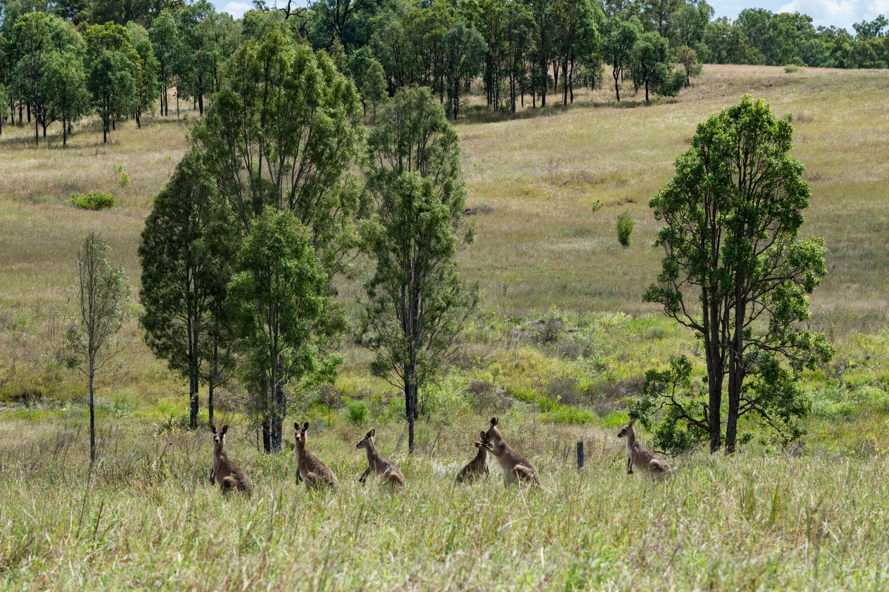 2584 Rosewood-Warrill View Road, Coleyville, QLD 4307 - Sold Rural ...