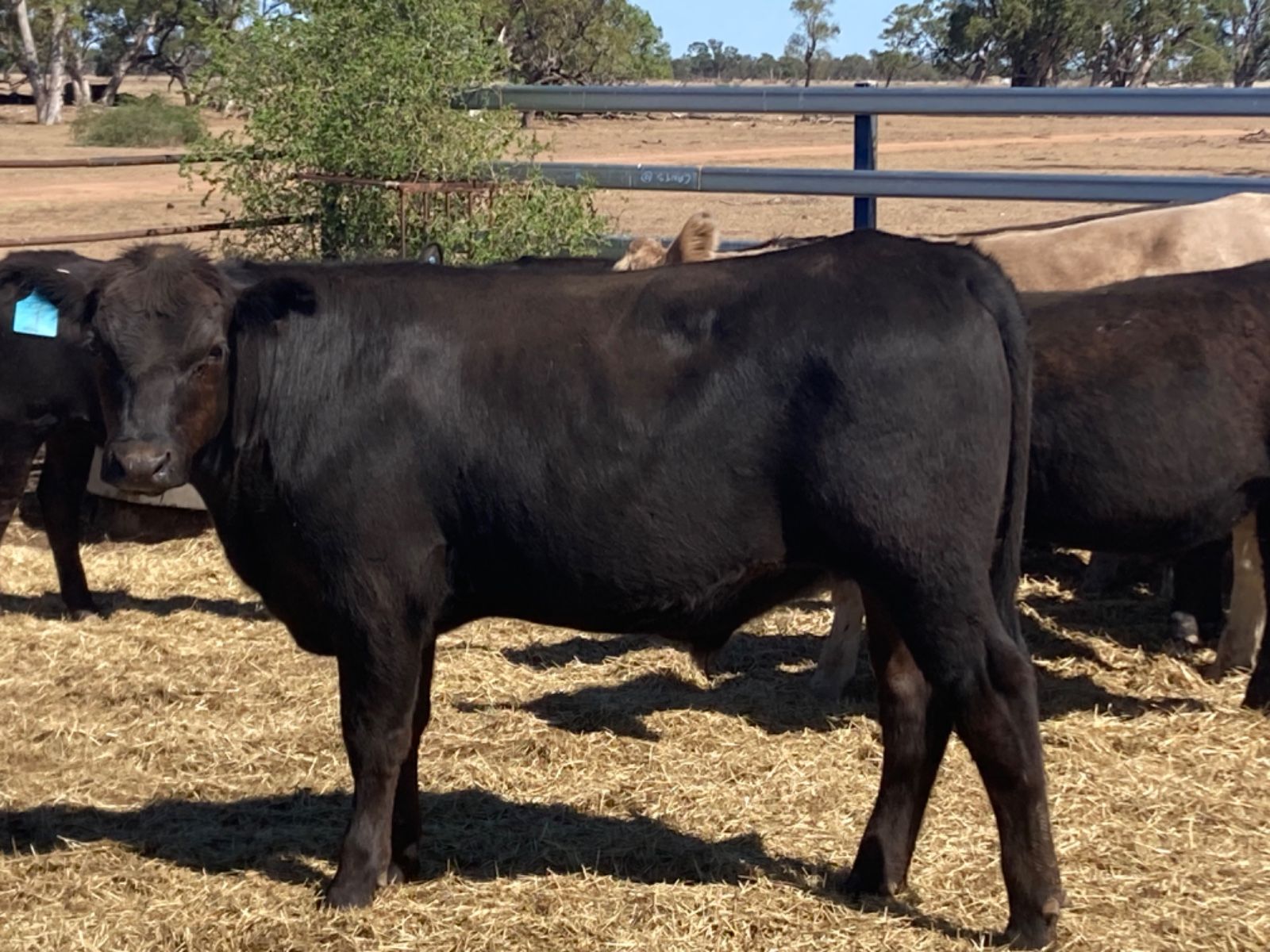 COONAMBLE, NSW 2828 - Sold Cattle - Ray White Richardson & Sinclair Dubbo