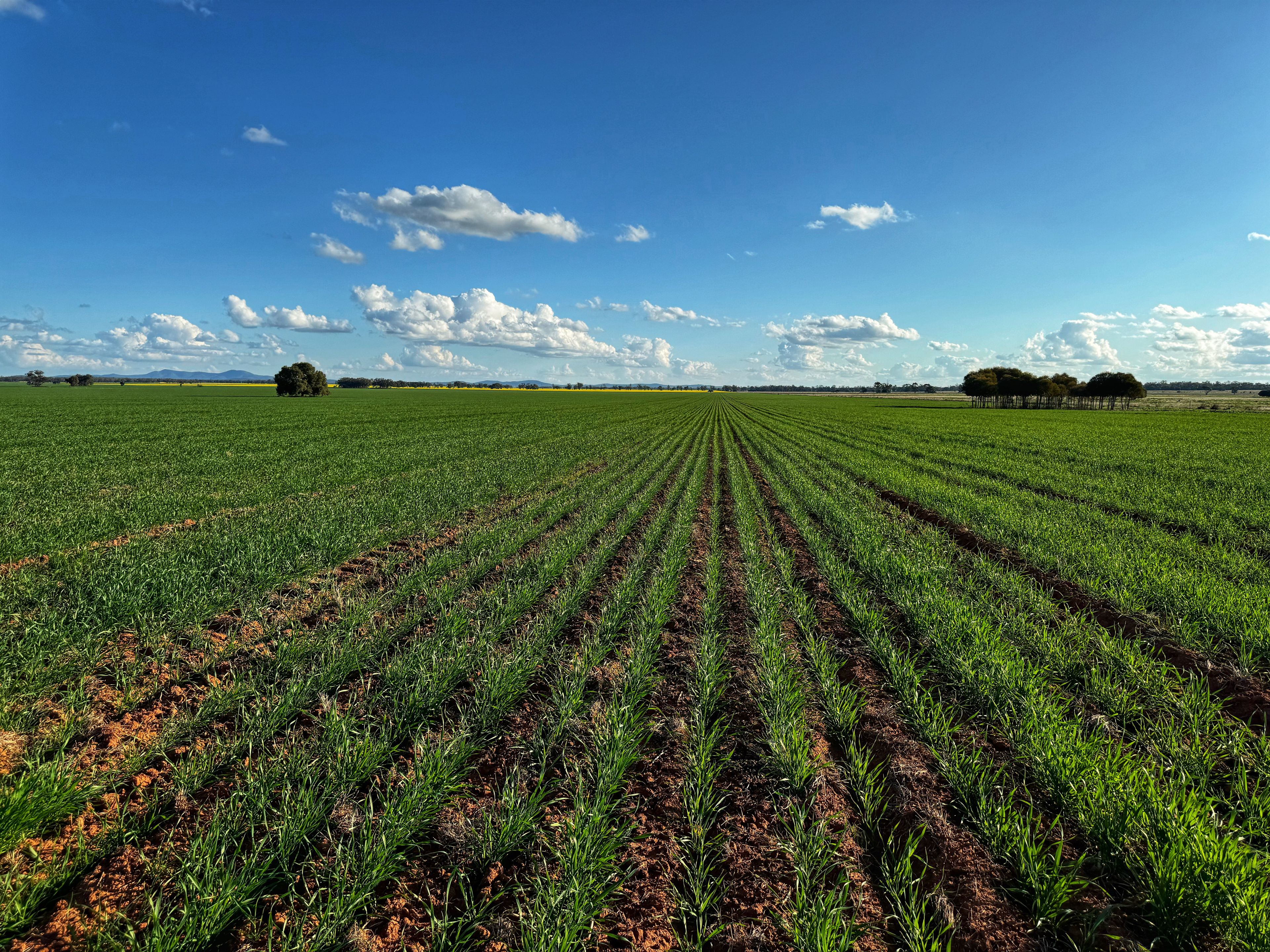 Mogal Plain 3595 Nyngan Road, Tottenham, NSW 2873 - Sold Rural Mixed ...