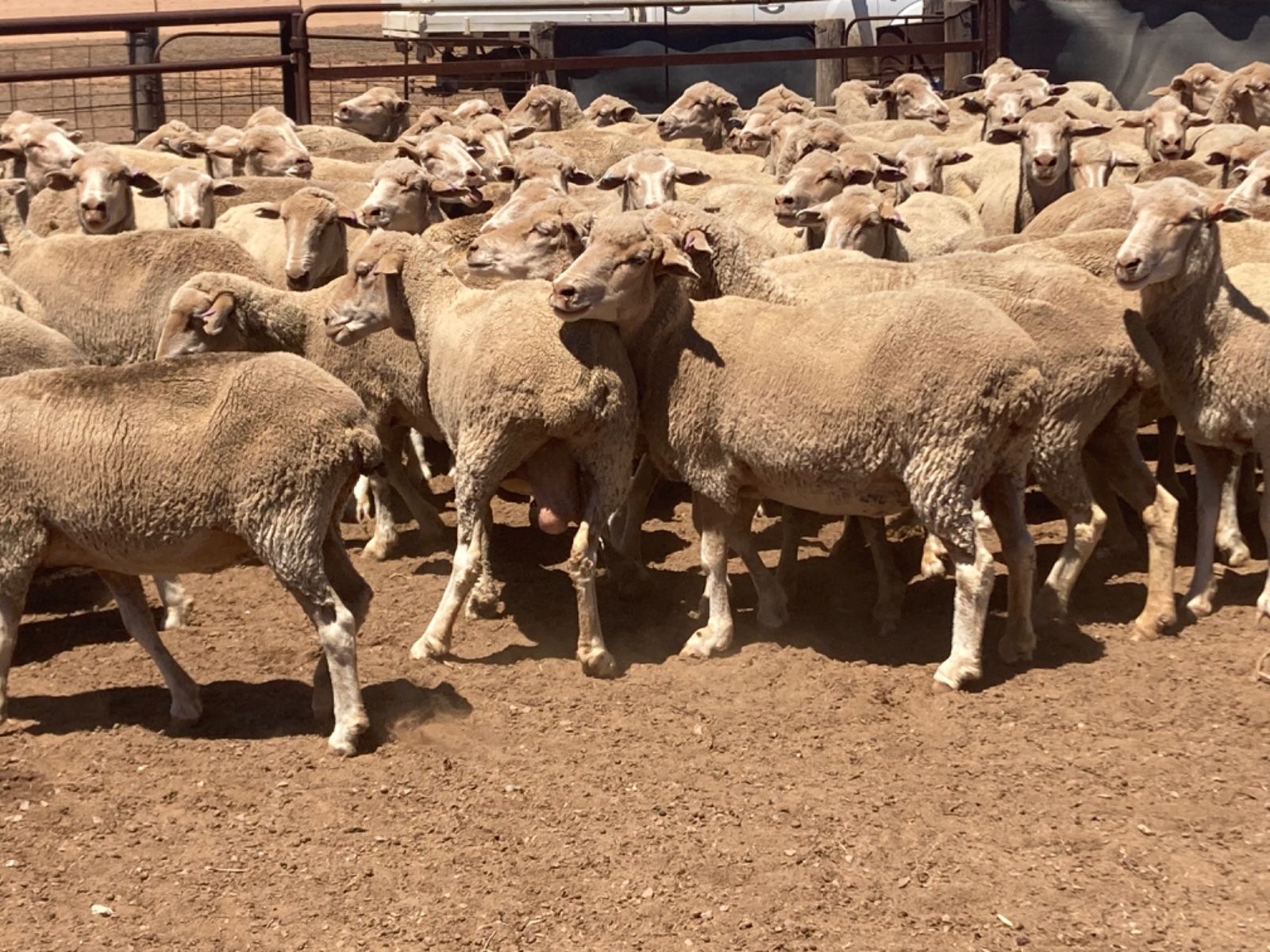 Nyngan, NSW 2825 - Sold Sheep - Ray White Richardson & Sinclair Dubbo