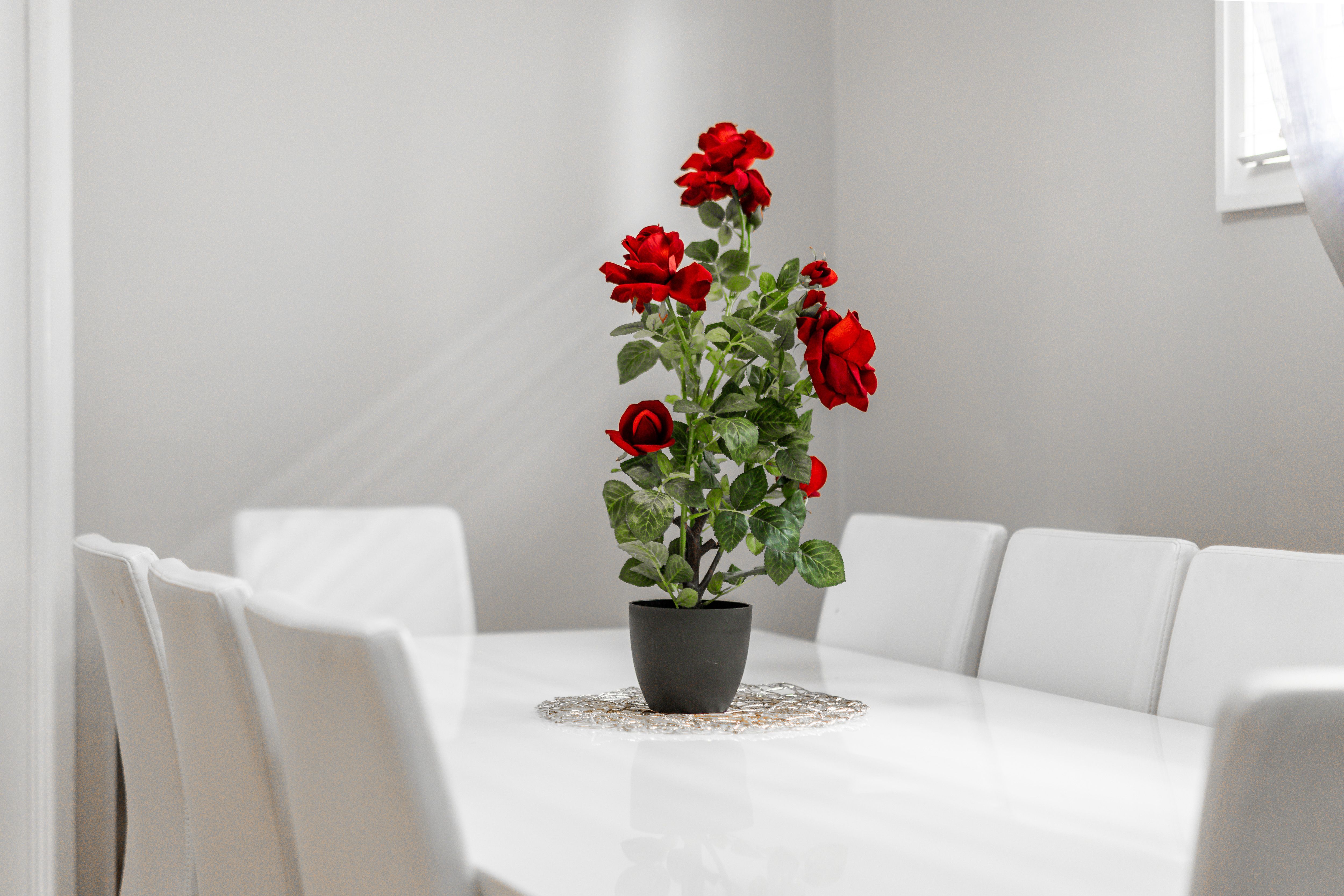 43 Lemon Street, Runcorn, QLD 4113 - Sold House - Ray White Rochedale