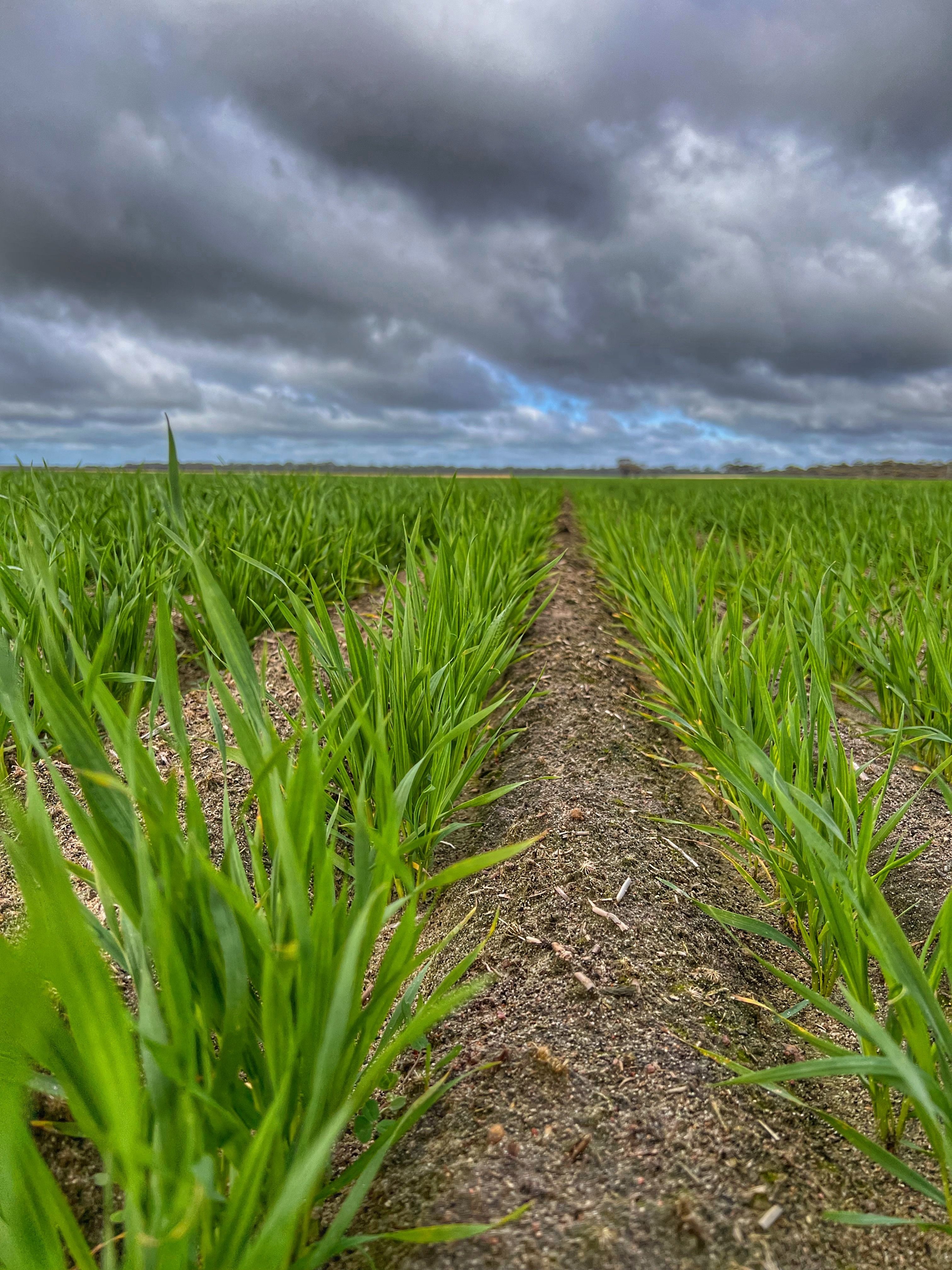2834 Needilup Road North, Pingrup, WA 6343 - Sold Rural Cropping ...