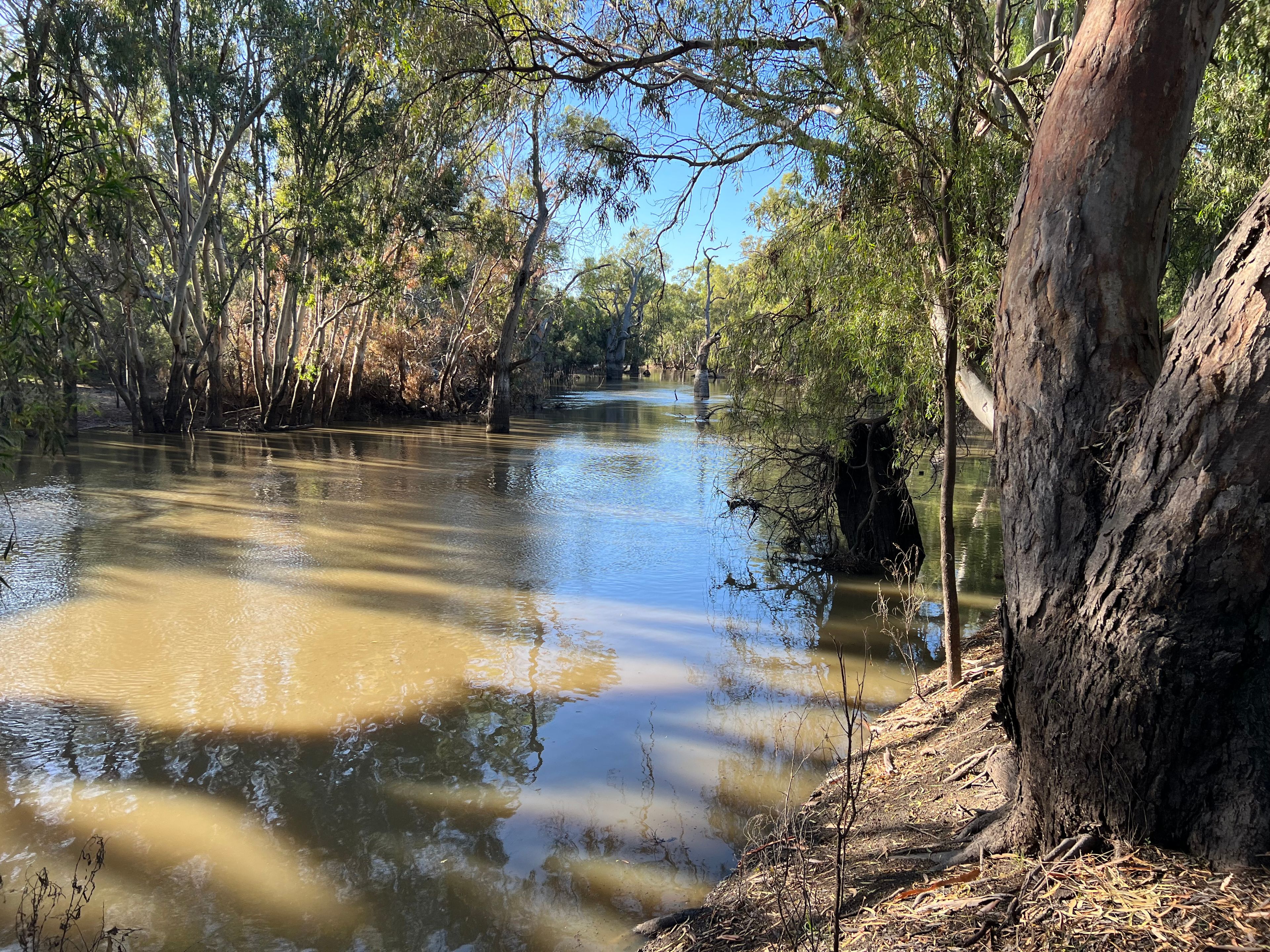 139 Billabong Creek Drive, Conargo, NSW 2710 - Sold Land - Ray White ...