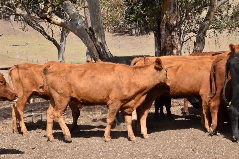 Orange, NSW - Livestock Cattle Sold