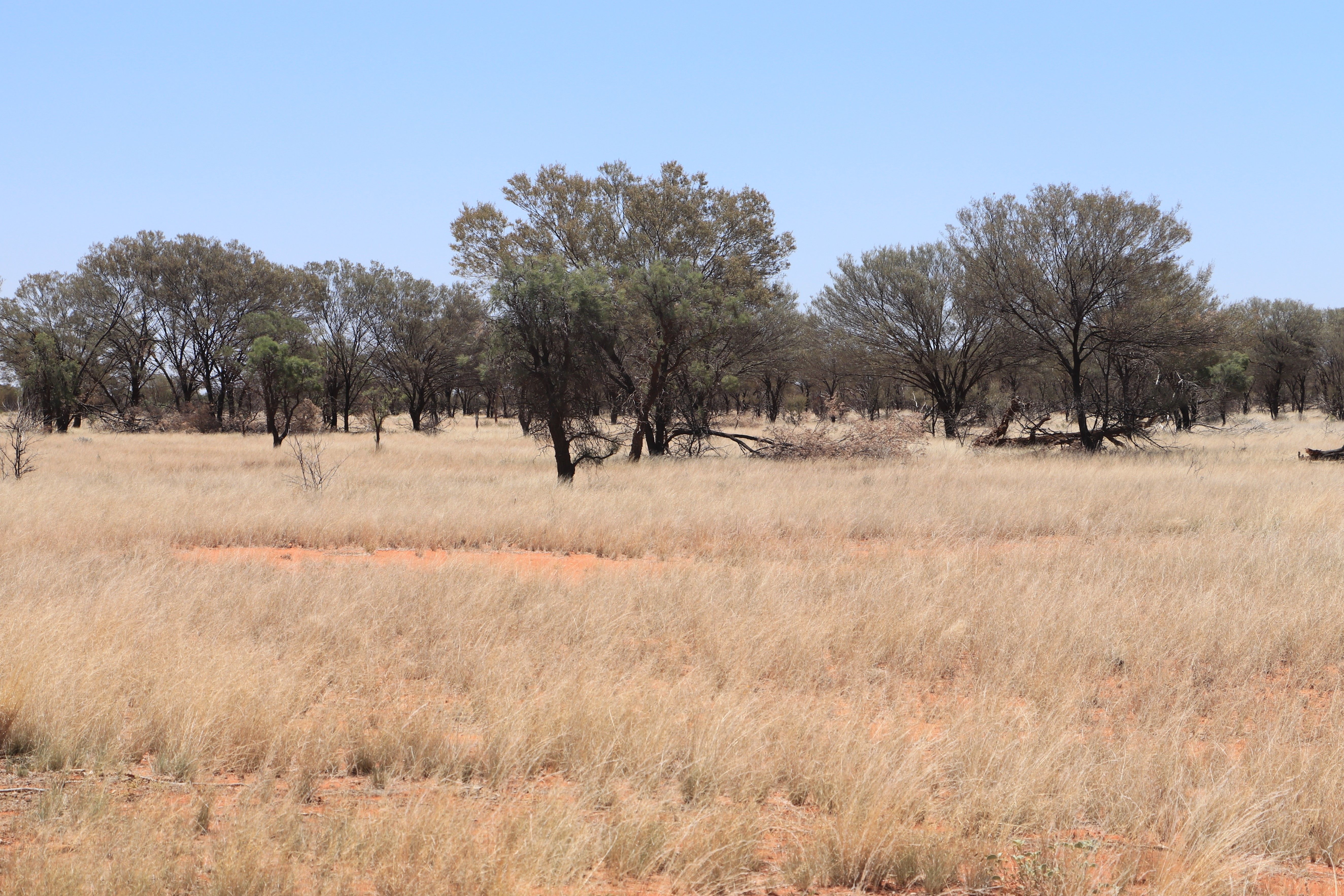 Ray White Rural Roma