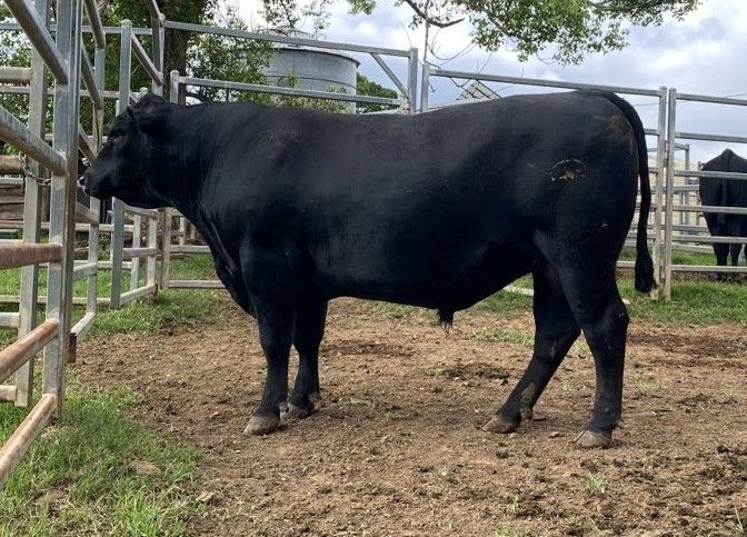 Ray White Rural & Livestock • , Kyogle, NSW – Livestock for Sale