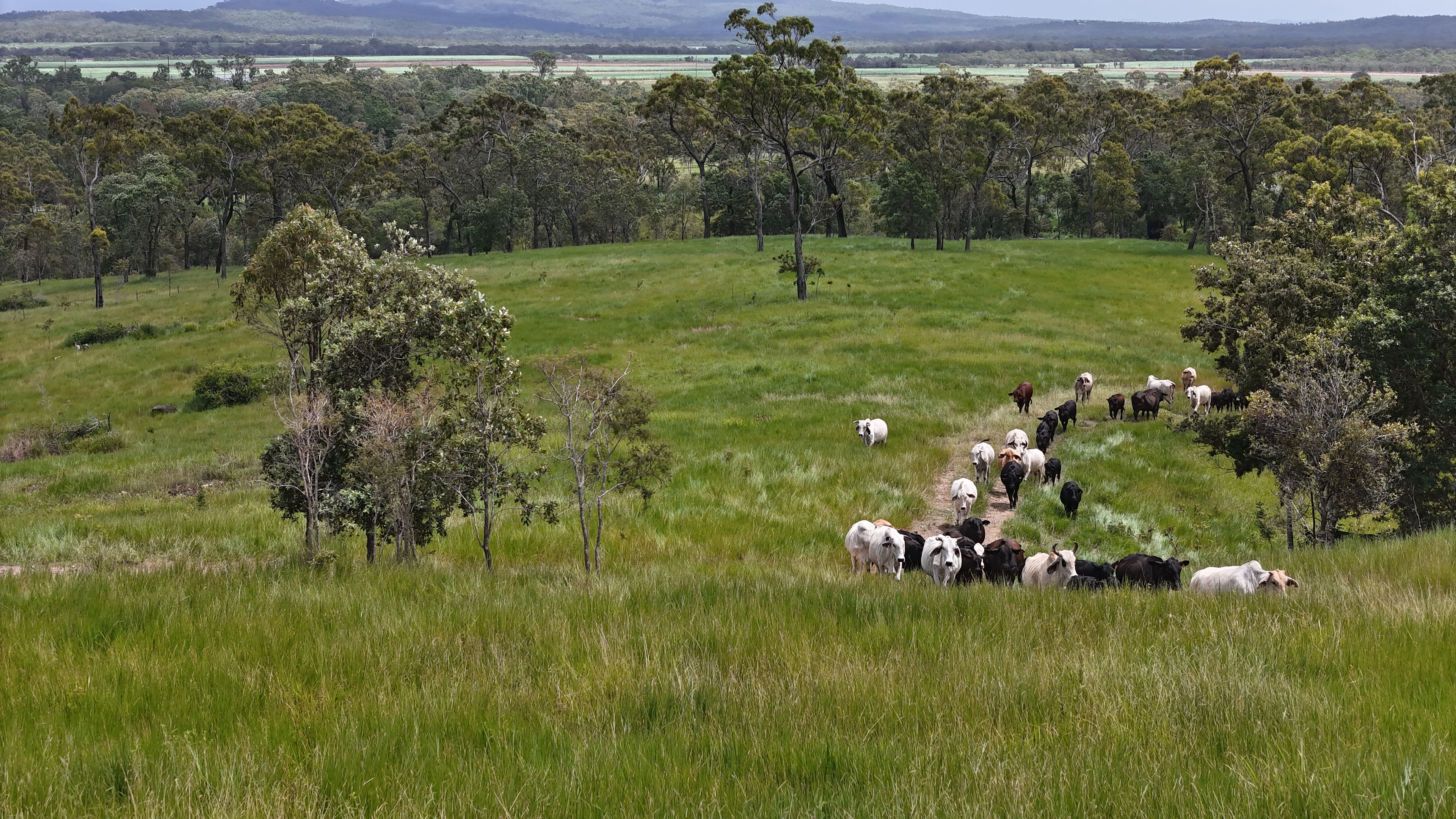 Lot 3 Marion Settlement Road, Ilbilbie, QLD 4738 - Rural Lifestyle ...