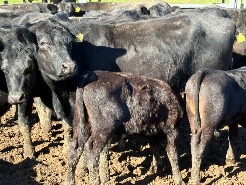 Taree, NSW 2430 - Sold Cattle - Ray White Livestock & Real Estate ...