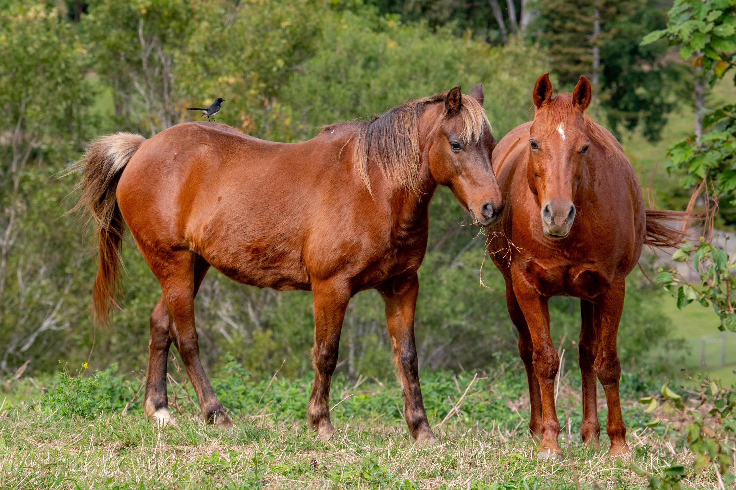"Rowesdale " - 21 Rowe Lane, Cedar Creek, QLD 4207 - Sold Rural ...