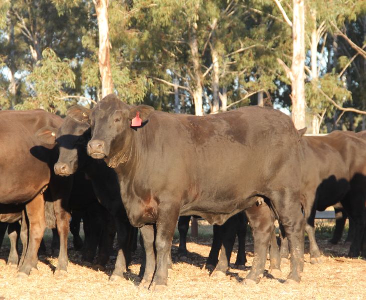 DIAMONDY, QLD 4410 - Sold Cattle - Ray White Rural & Livestock Dalby