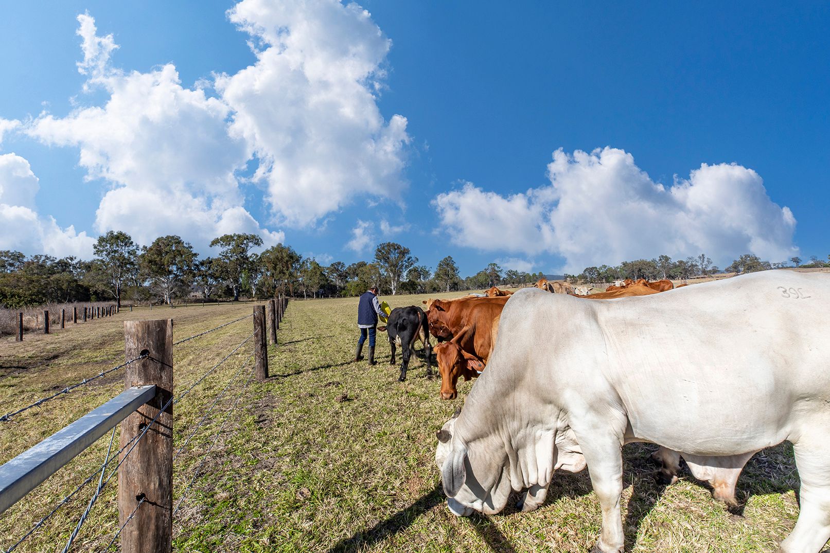 "Cooleigh" - 339 Kruger Road, Coleyville, QLD 4307 - Sold Rural ...