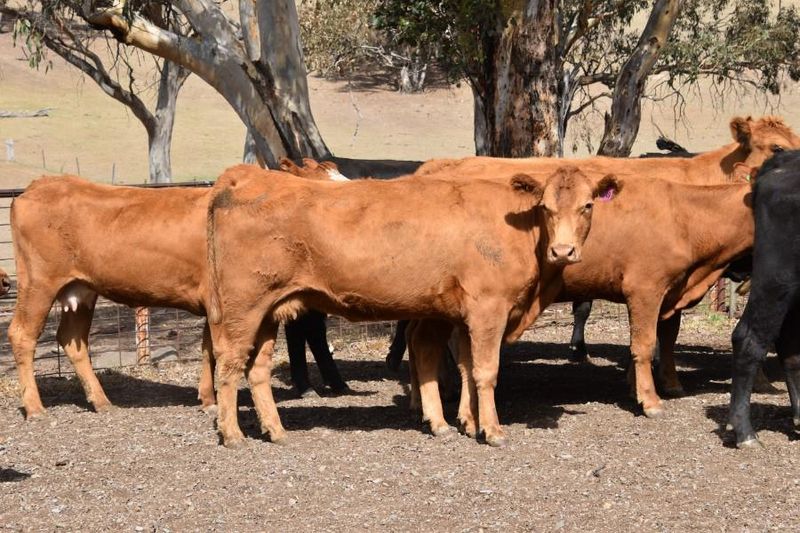 Orange, NSW - Livestock Cattle Sold