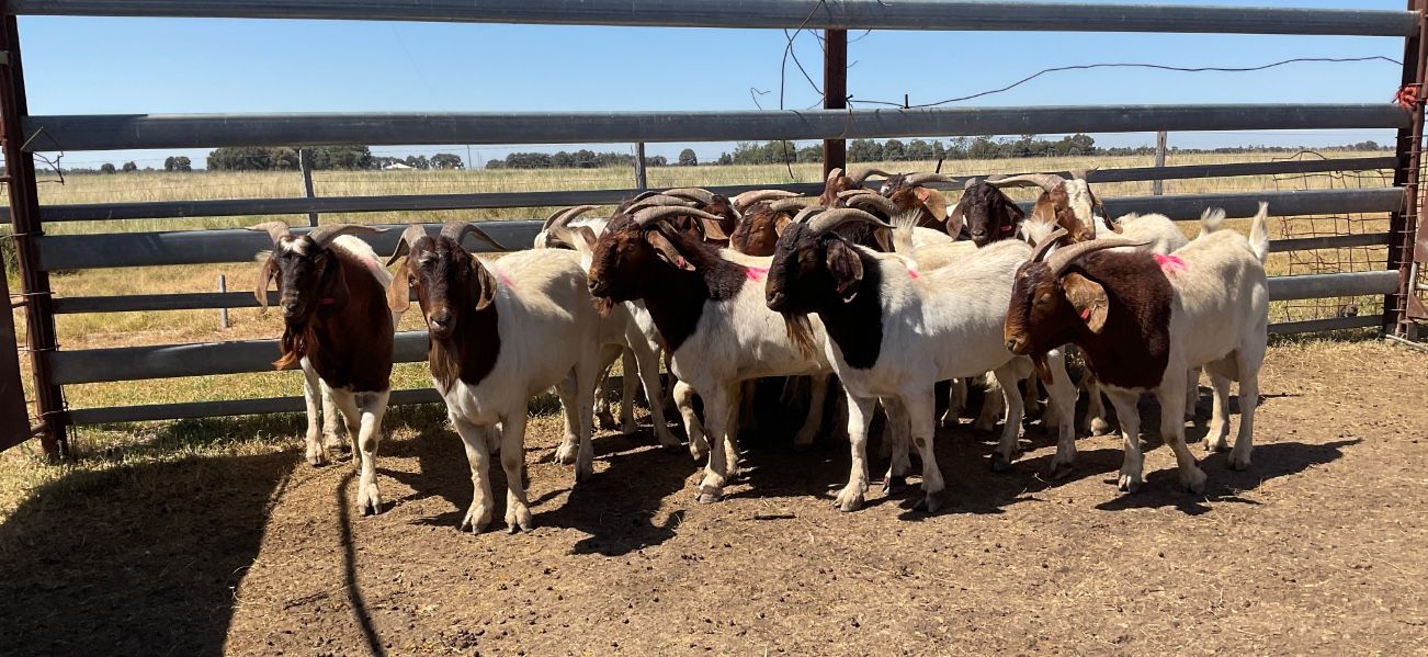 Condamine, QLD 4416 - Sold Sheep - Ray White Rural Tara