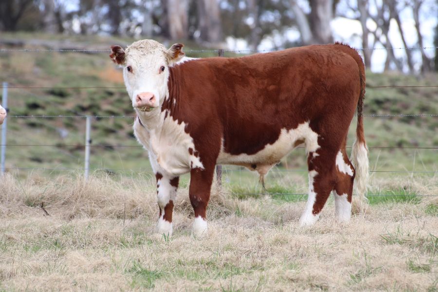 Glen Innes, NSW 2370 - Sold Cattle - Ray White Glen Innes