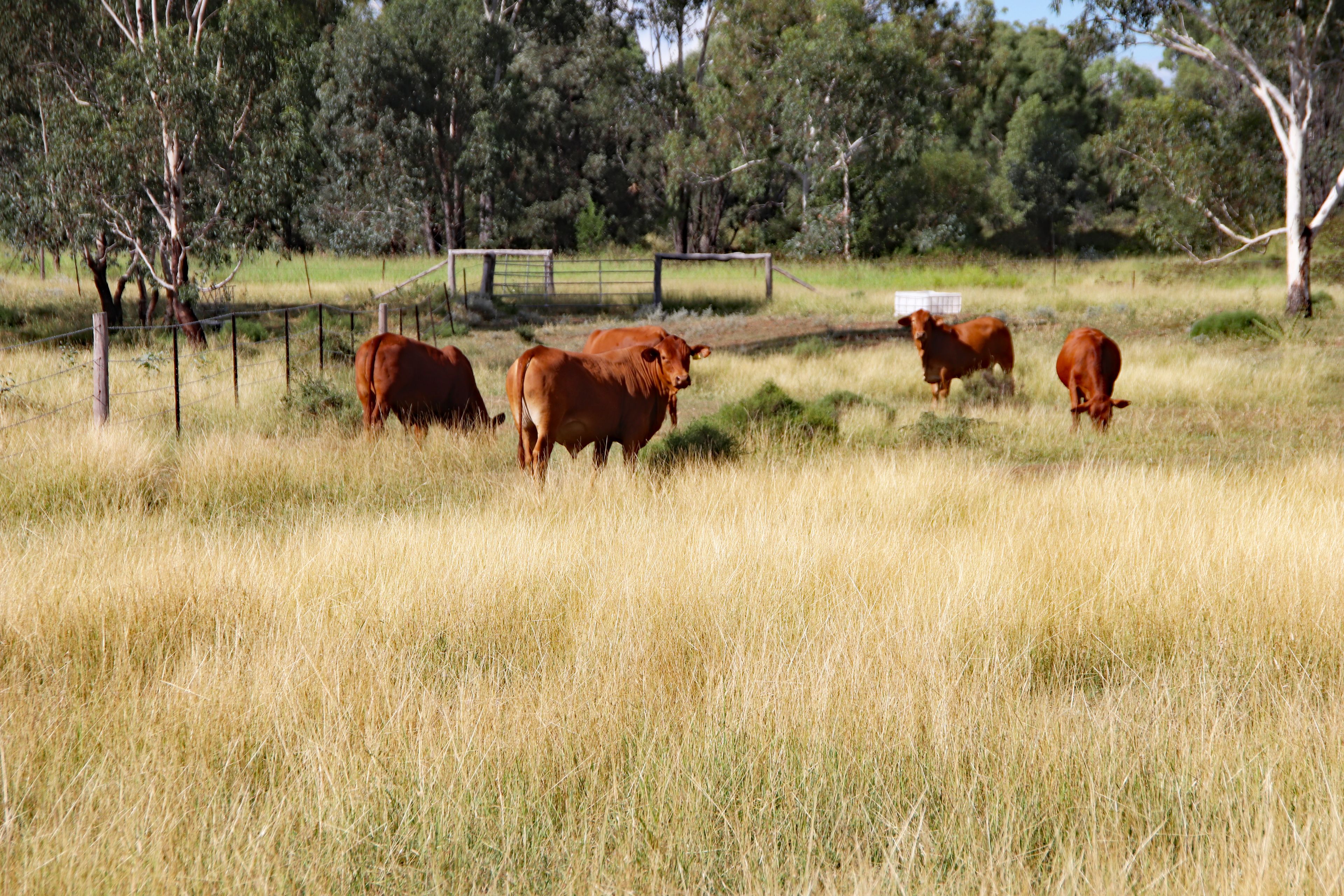 782 Floods Road, Dululu, QLD 4702 - Sold Rural Property - Ray White Biloela