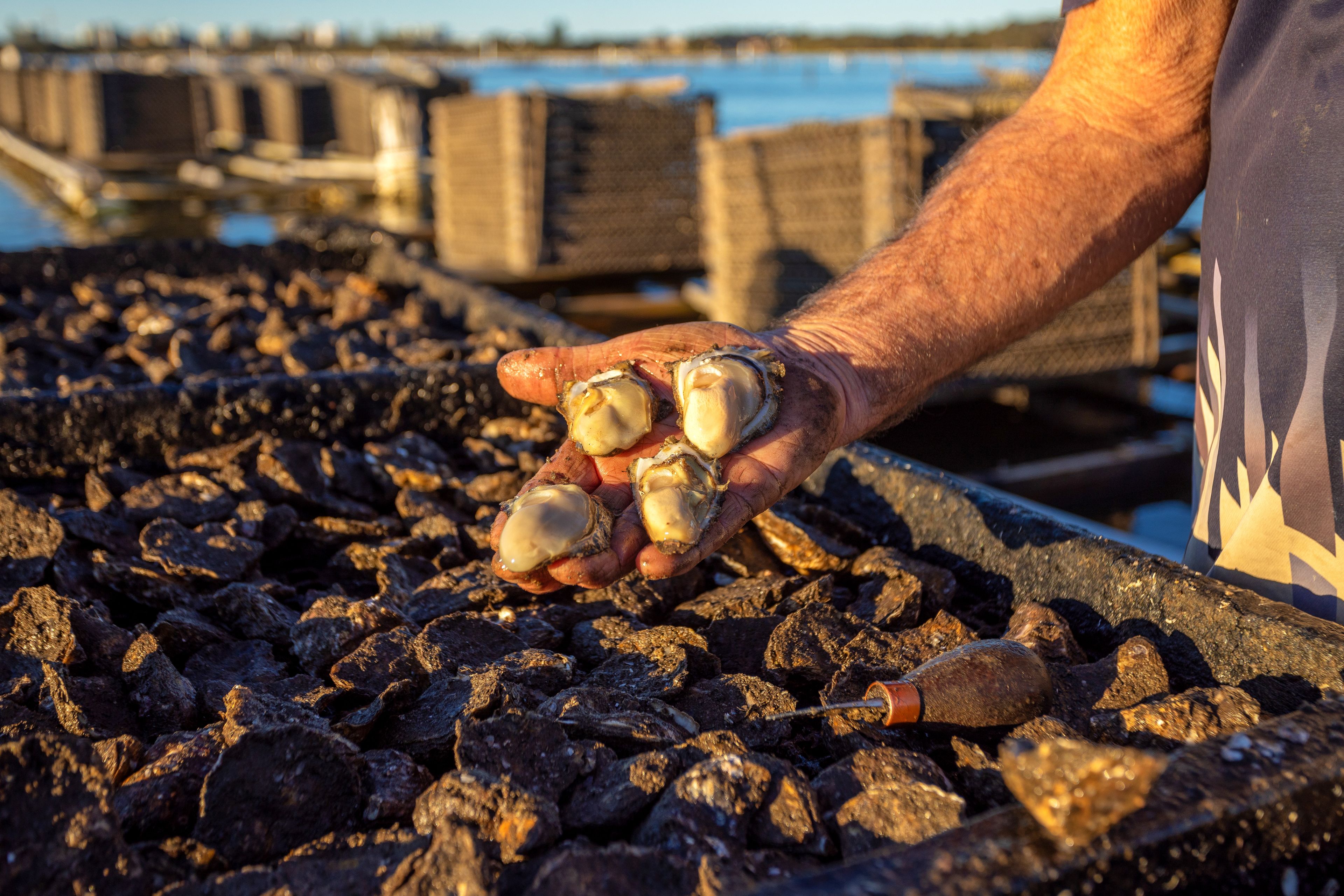 'Ralston Oysters' Godwin Island, Wallis Lake, NSW 2428 - Retail for ...
