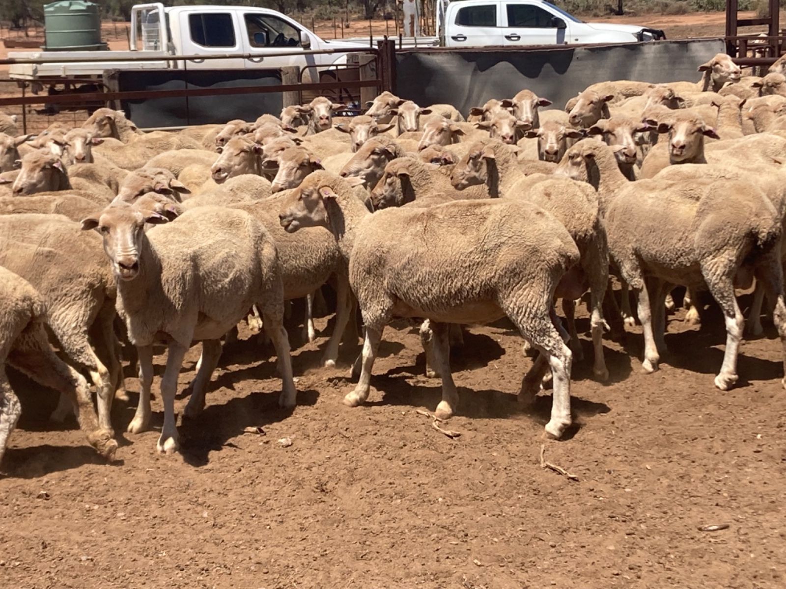 Nyngan, NSW 2825 - Sold Sheep - Ray White Richardson & Sinclair Dubbo