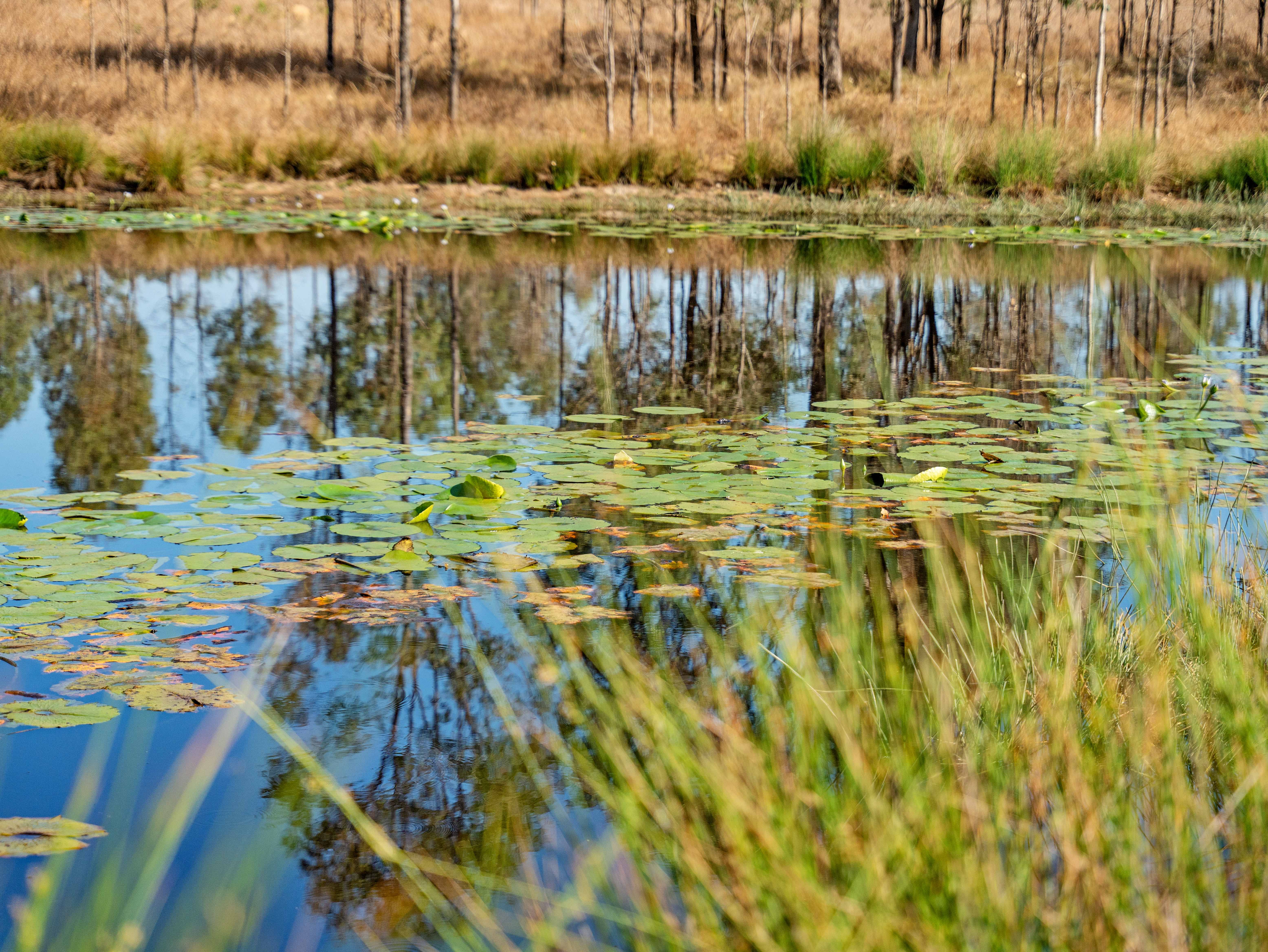 149-195 Mount Forbes Road, Mount Forbes, QLD 4340 - Sold Land - Ray ...