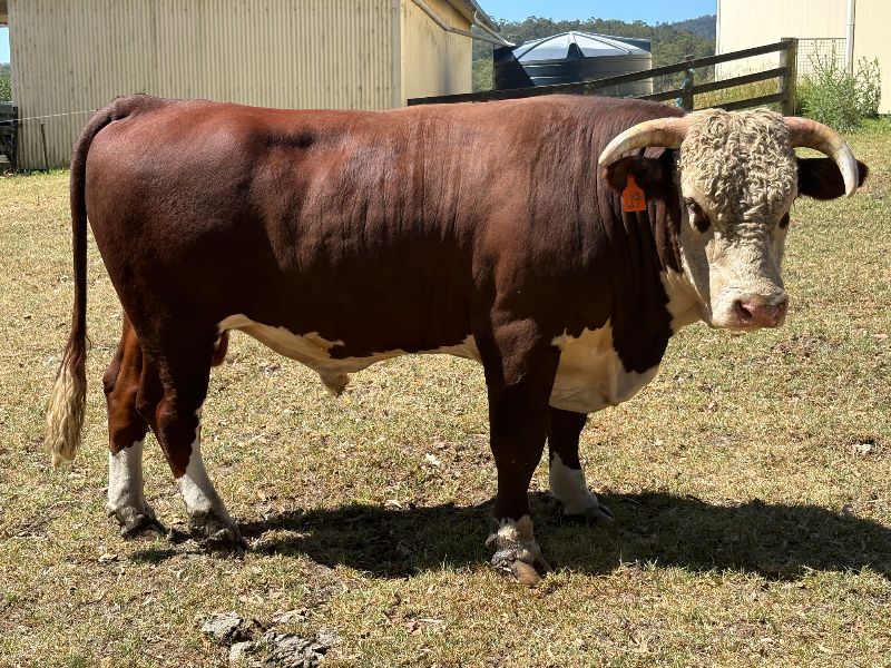 Nabiac, NSW 2312 - Sold Cattle - Ray White Livestock & Real Estate ...