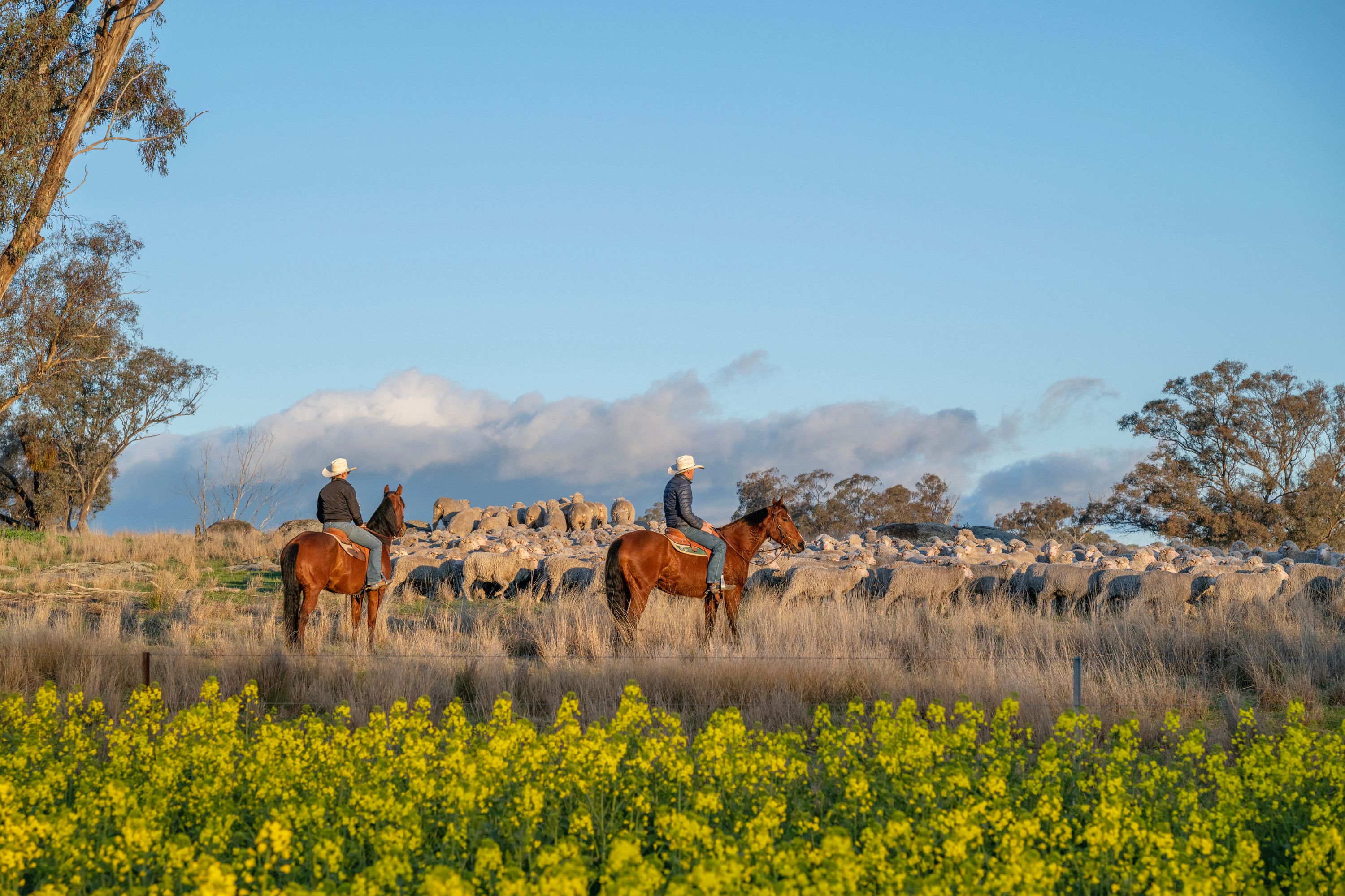 Mount Bodangora 5008 Goolma Road, Wellington, NSW 2820 - Rural Mixed ...
