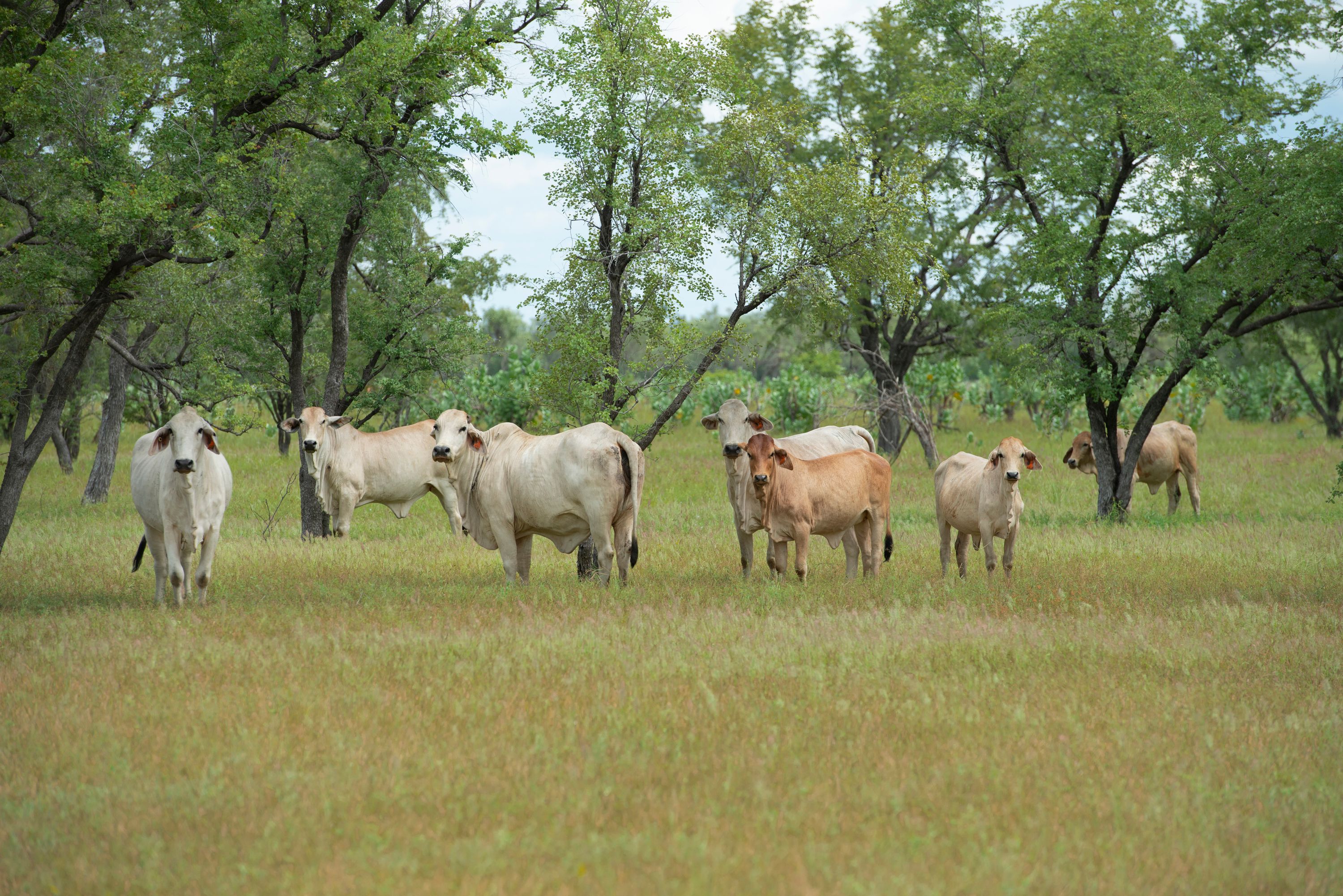 "Miranda Downs" - Howitt, QLD 4890 - Sold Rural Livestock Property ...