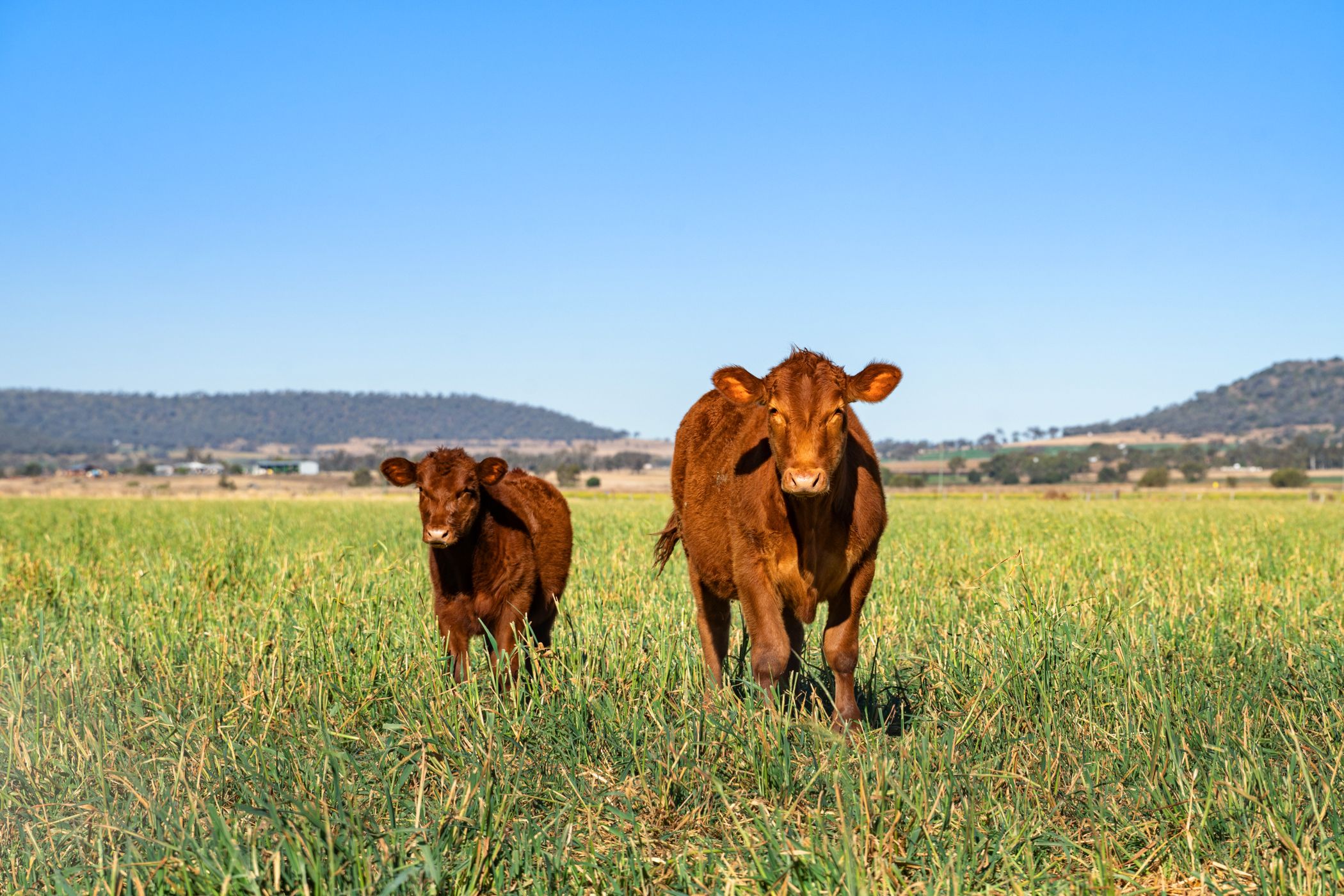 "Karinya" - "Karinya" 586 Moran Road, Linthorpe, QLD 4356 - Sold Rural ...