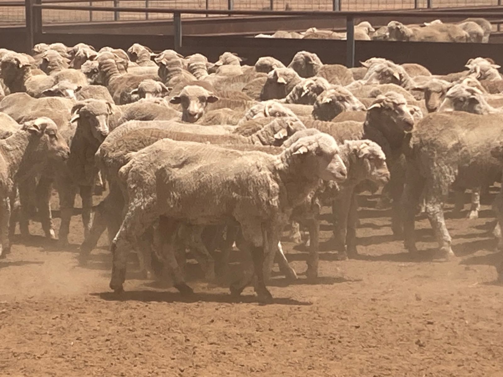 Carinda, NSW 2831 - Sold Sheep - Ray White Richardson & Sinclair Dubbo