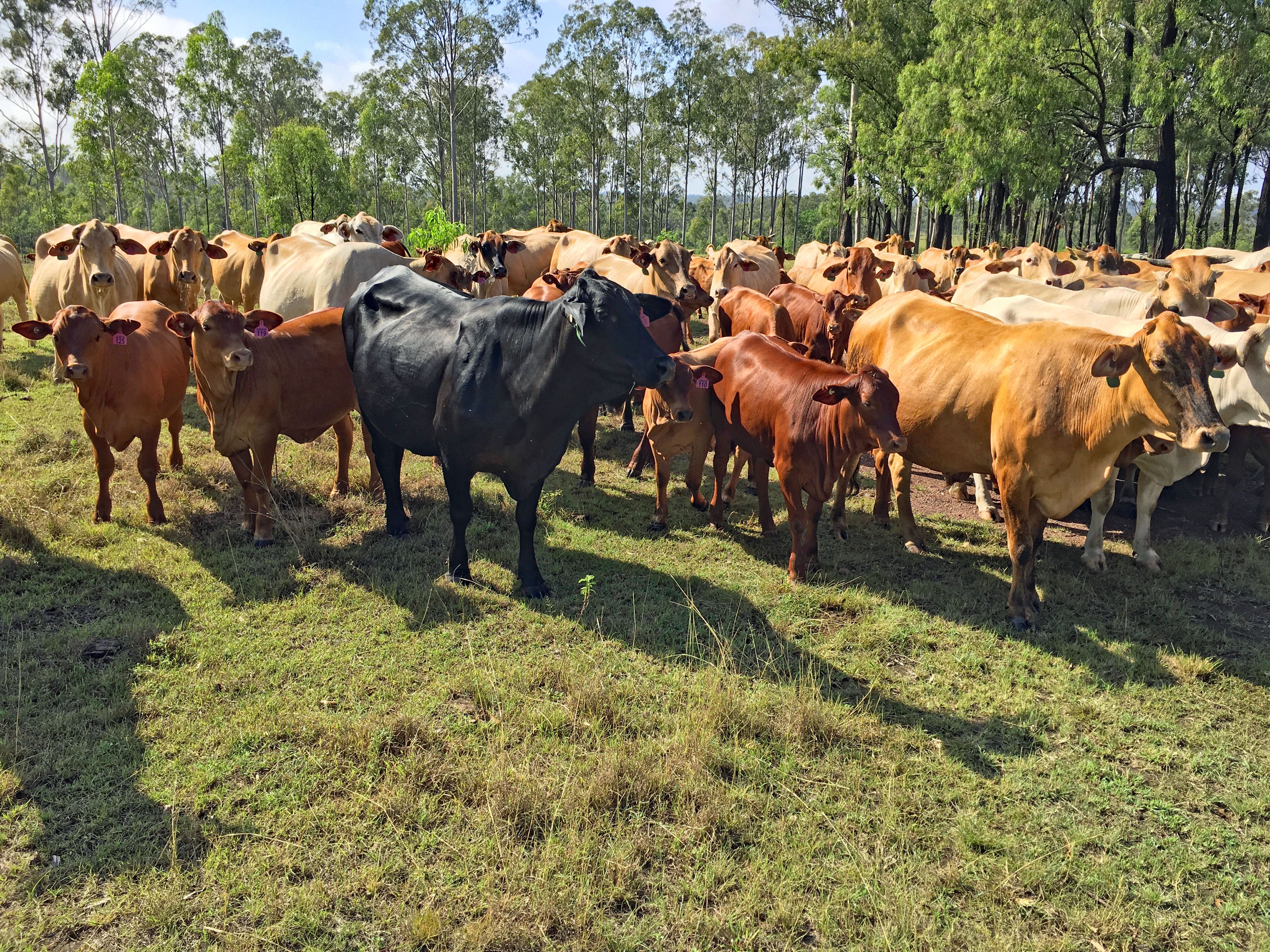Ray White Rural & Livestock • "Damascus" Damascus Road, Gin Gin, QLD ...