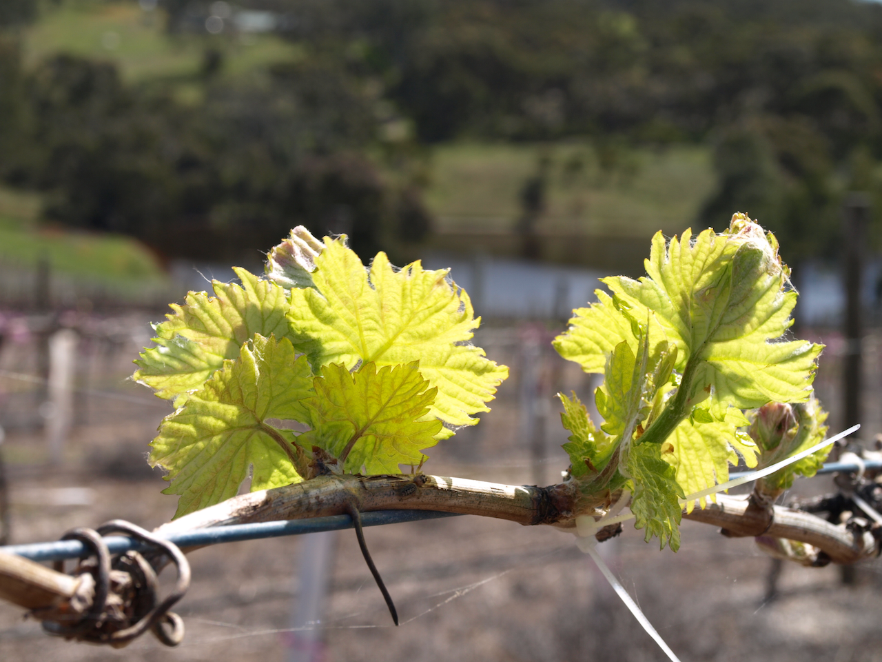 Lot 20 Spring Farm Road, Spring Farm, SA 5453 - Rural Viticulture ...